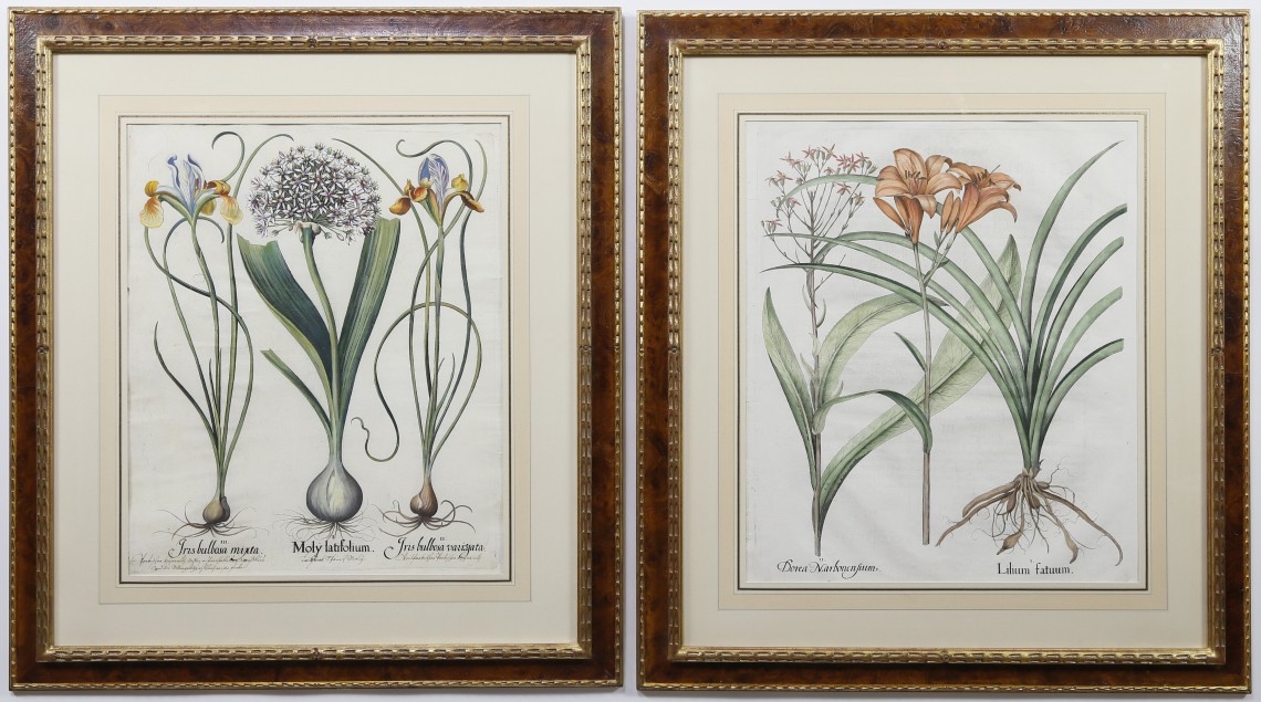 Engravings - Pair of 17th C. Basil Bessler Hand Colored Engravings ...