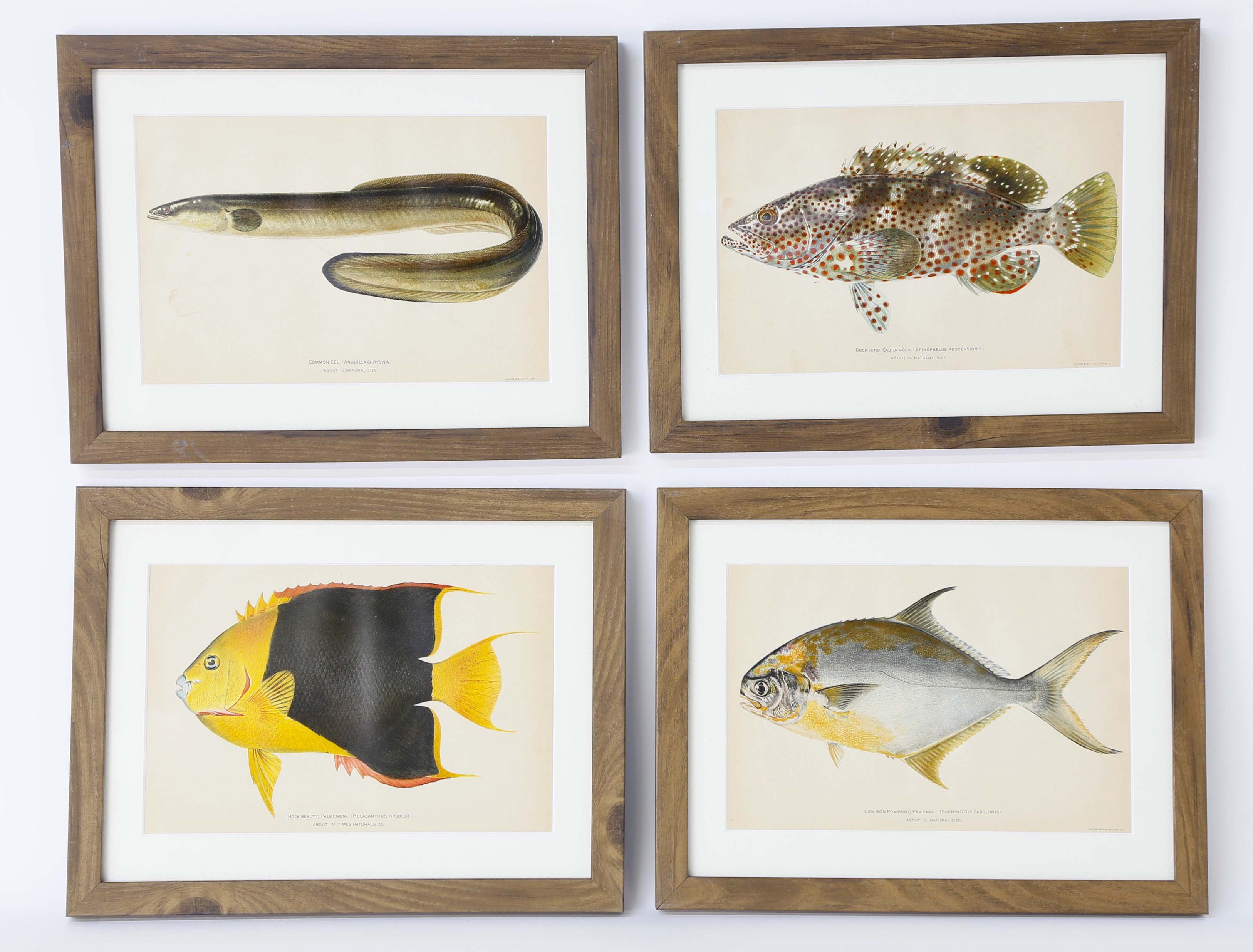 Fish Lithographs - Set of Four Antique Lithographs of Fish, Julius Bien ...