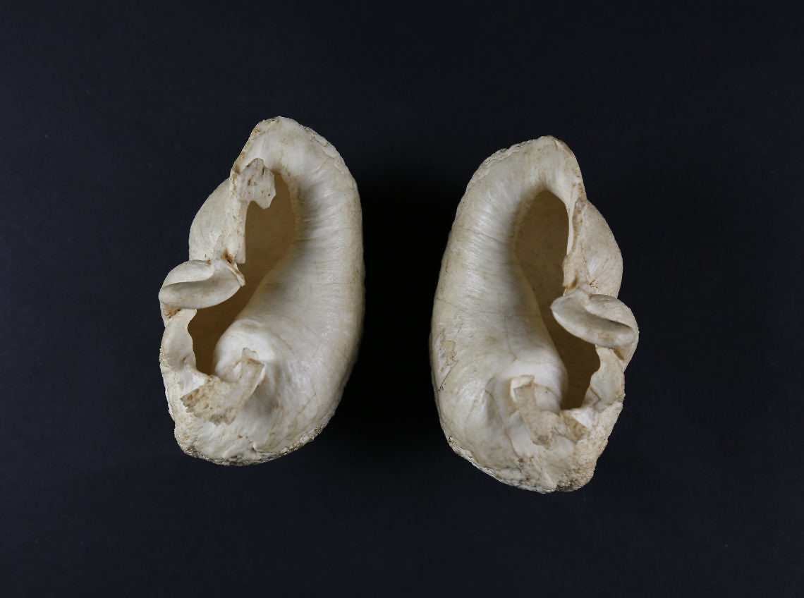 Two Bone Whales Inner Ears - Two Bone Whales Inner Ears, 19th Century ...