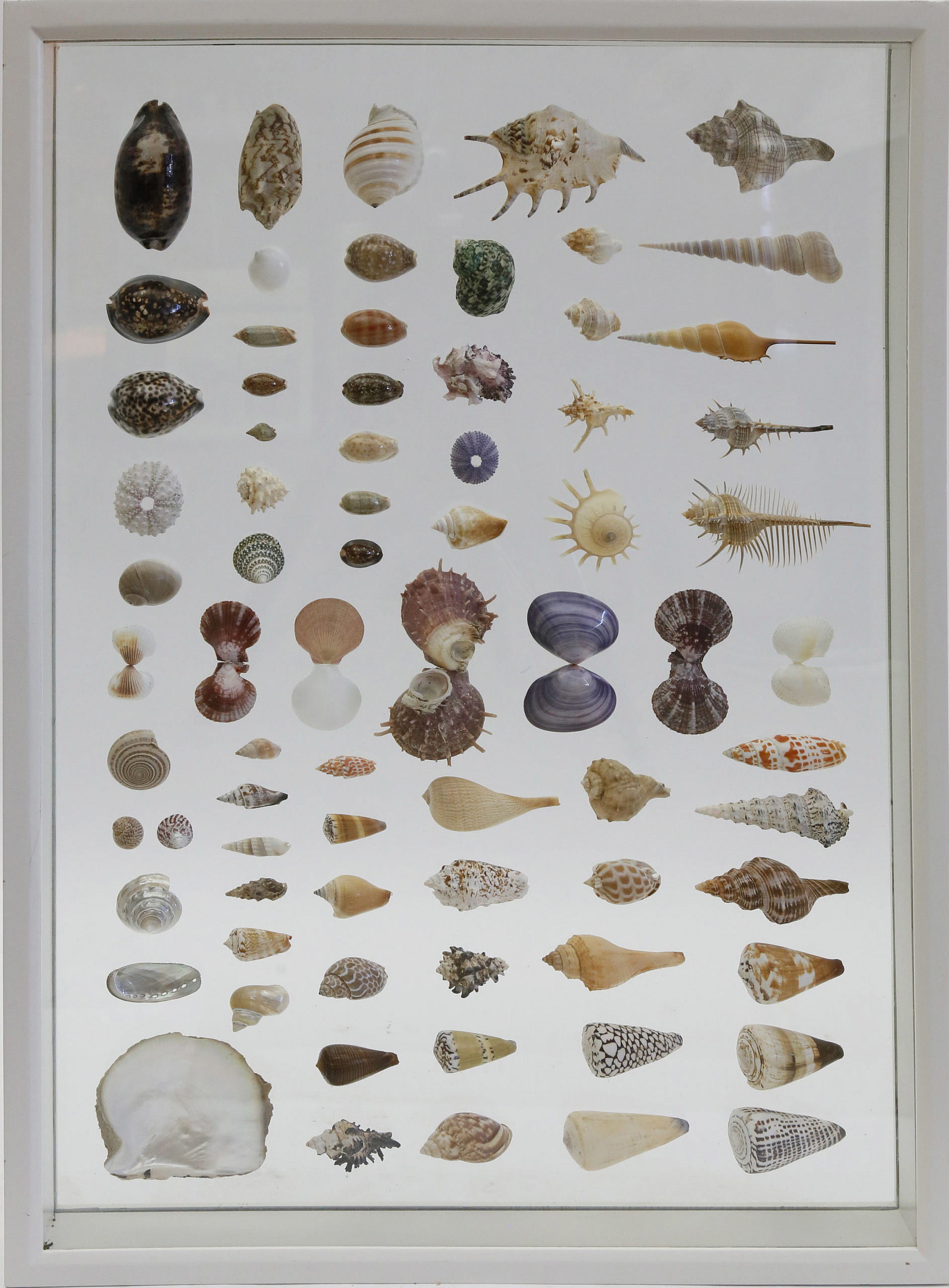 Encased Seashell Specimens - Encased Seashell Specimen Shadowbox ...