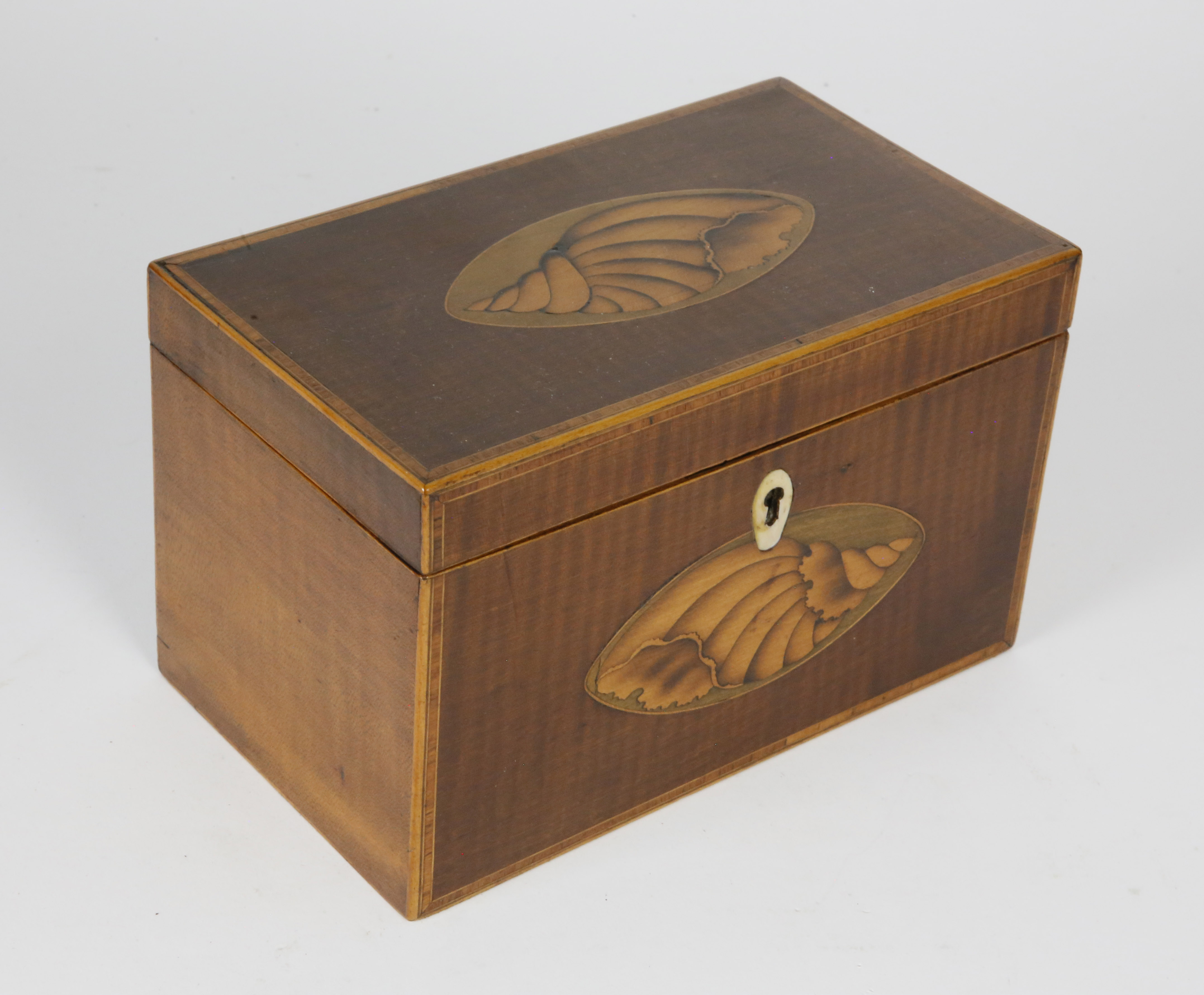 British Regency Conch Shell Inlaid Tea Caddy 19th Century - British ...