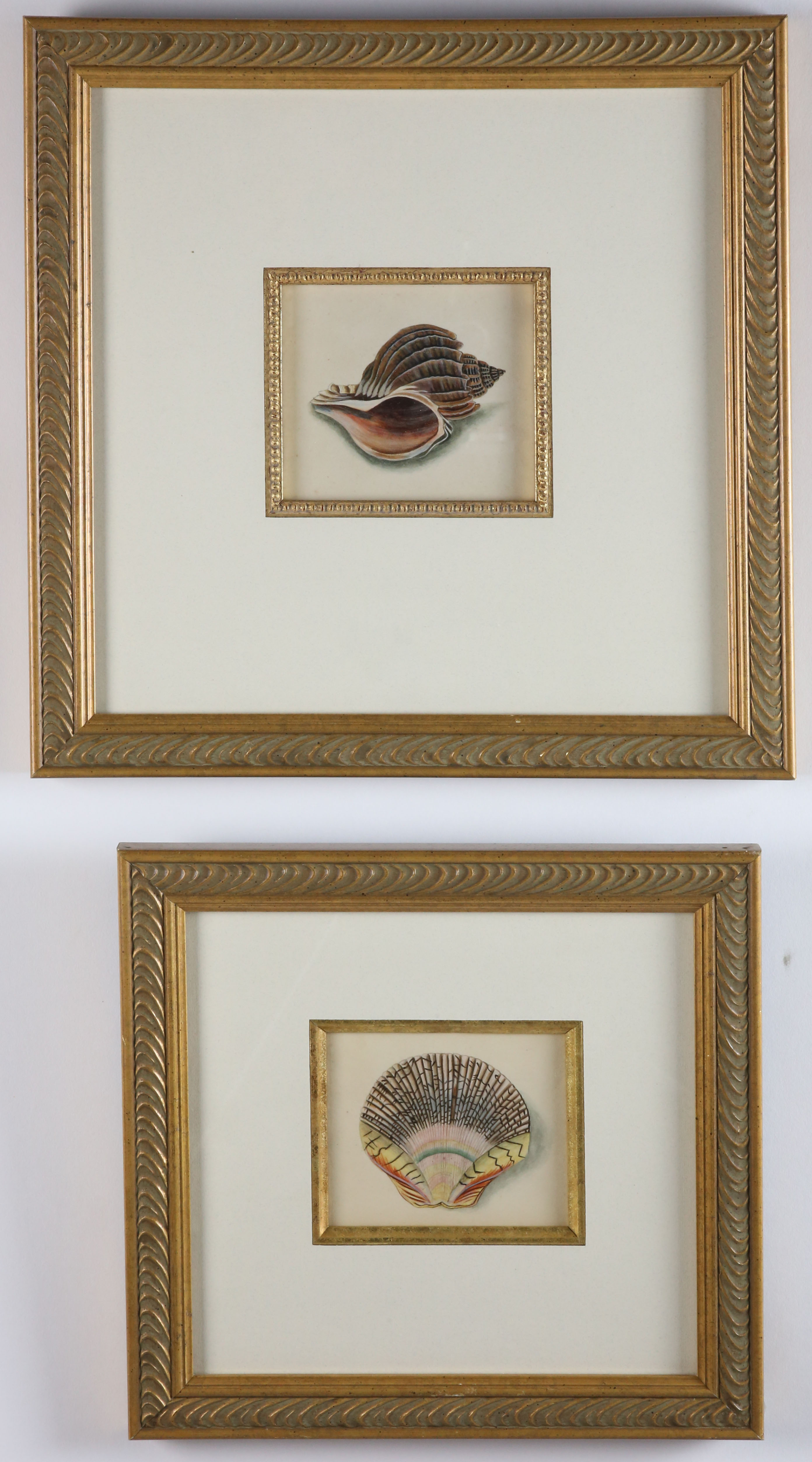 Two Framed Shell Prints of Scallop Shell and Whelk With 1799 Watermark ...