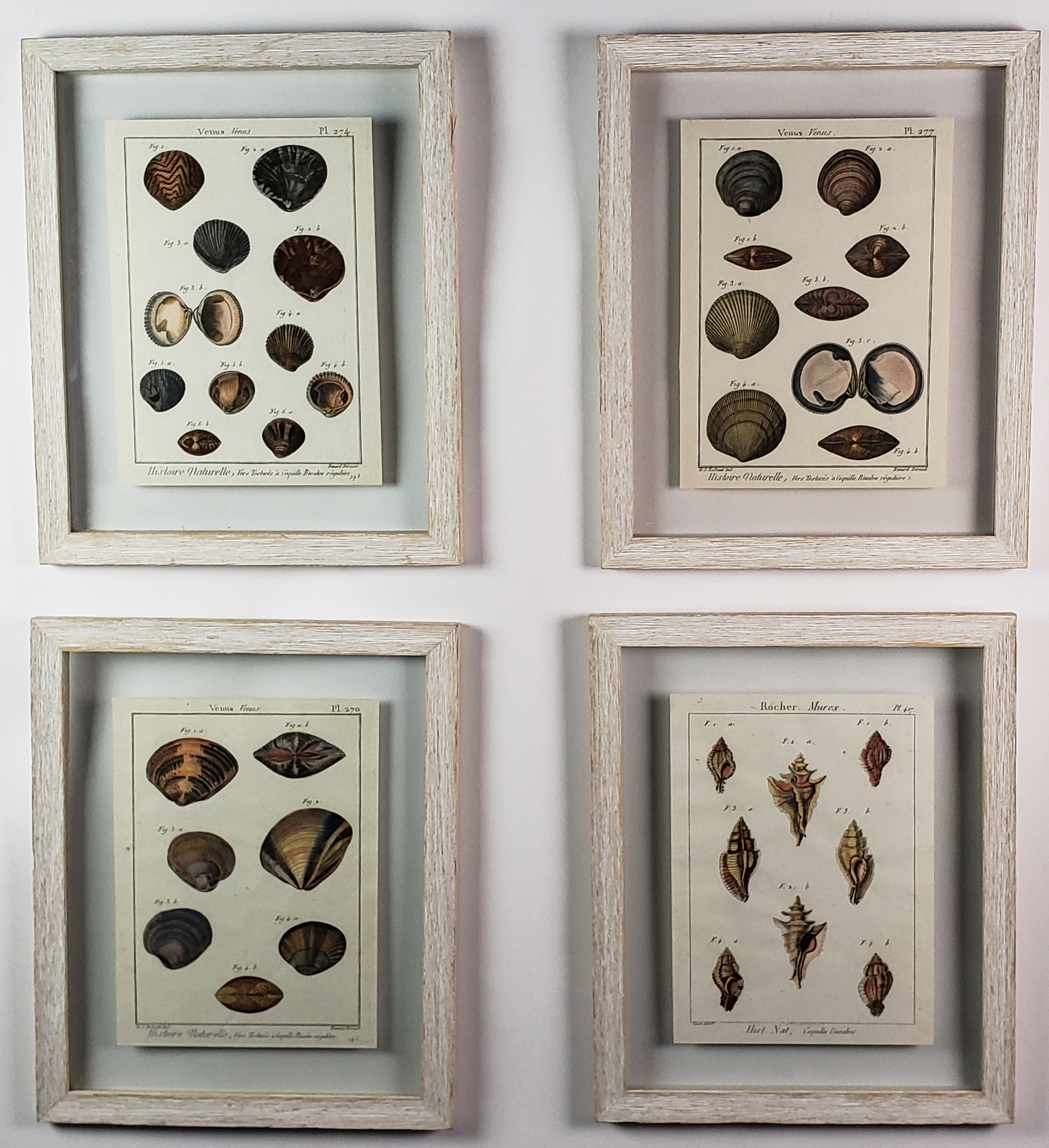 Antique Shell Species Specimen Prints - Four 19th Century Shell Species ...