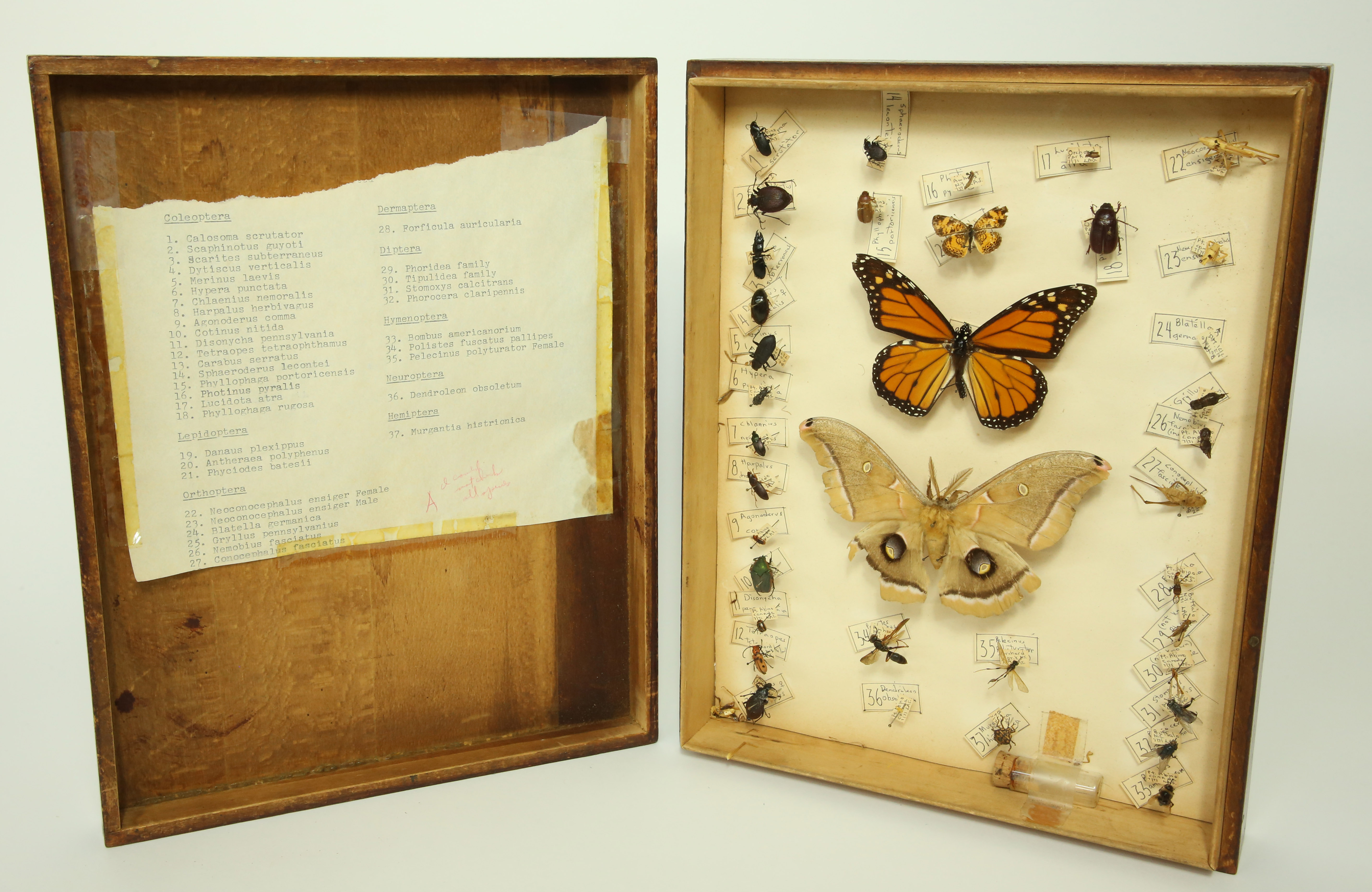 Collection of Thirty-Seven Butterfly and Insect Specimens - Collection ...