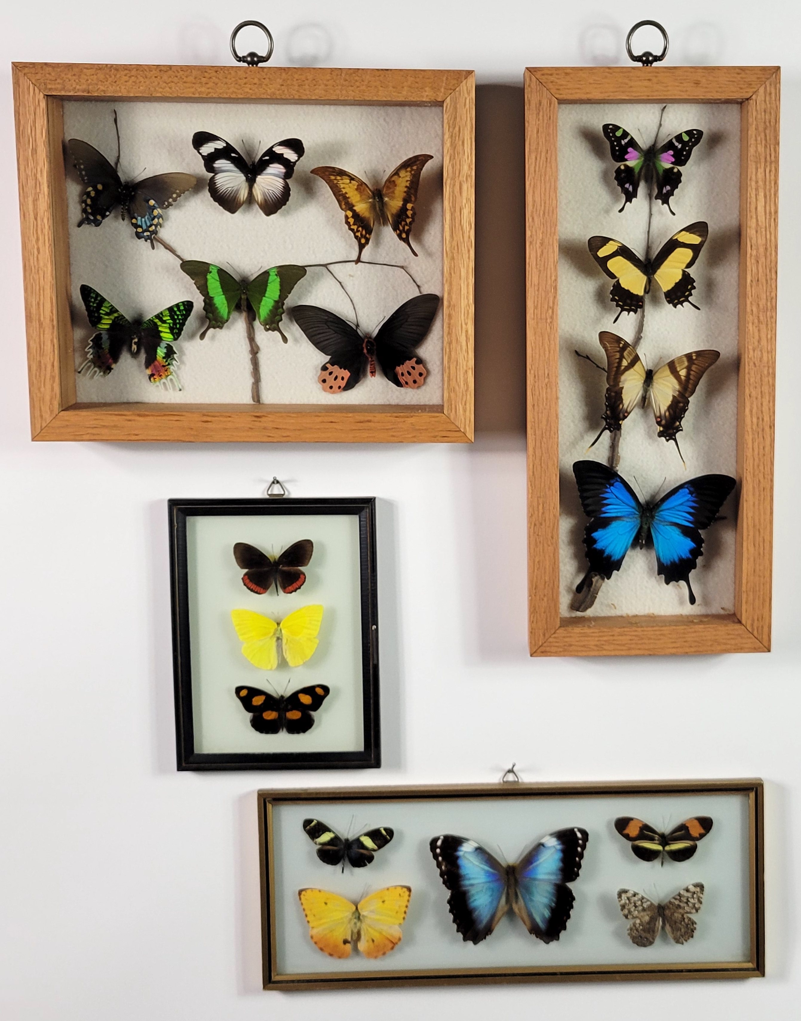 Collection of Vintage Framed Exotic Butterfly Species - Collection of ...