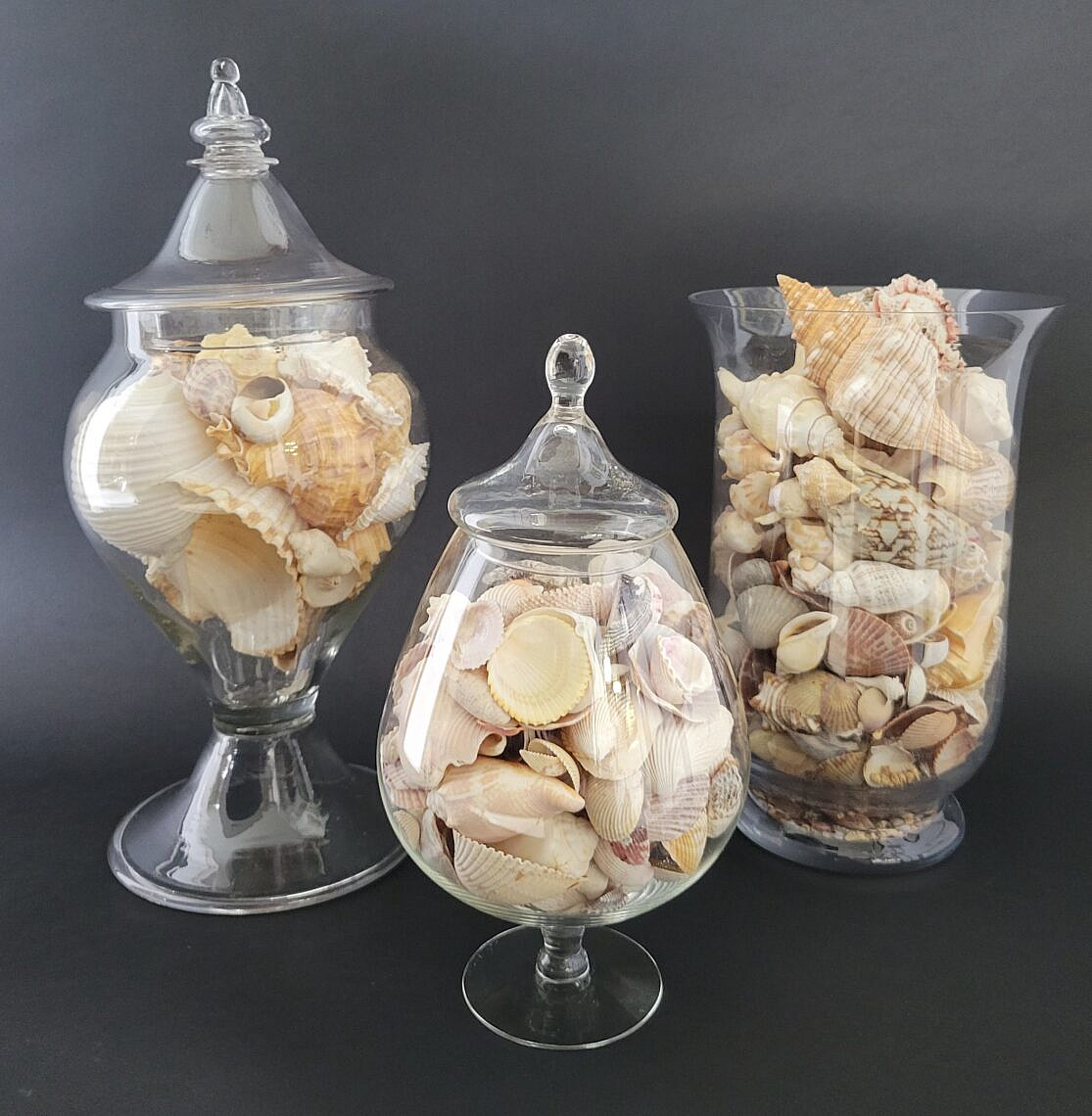 Collection of Vintage Nautical Seashell Specimens - Collection of ...