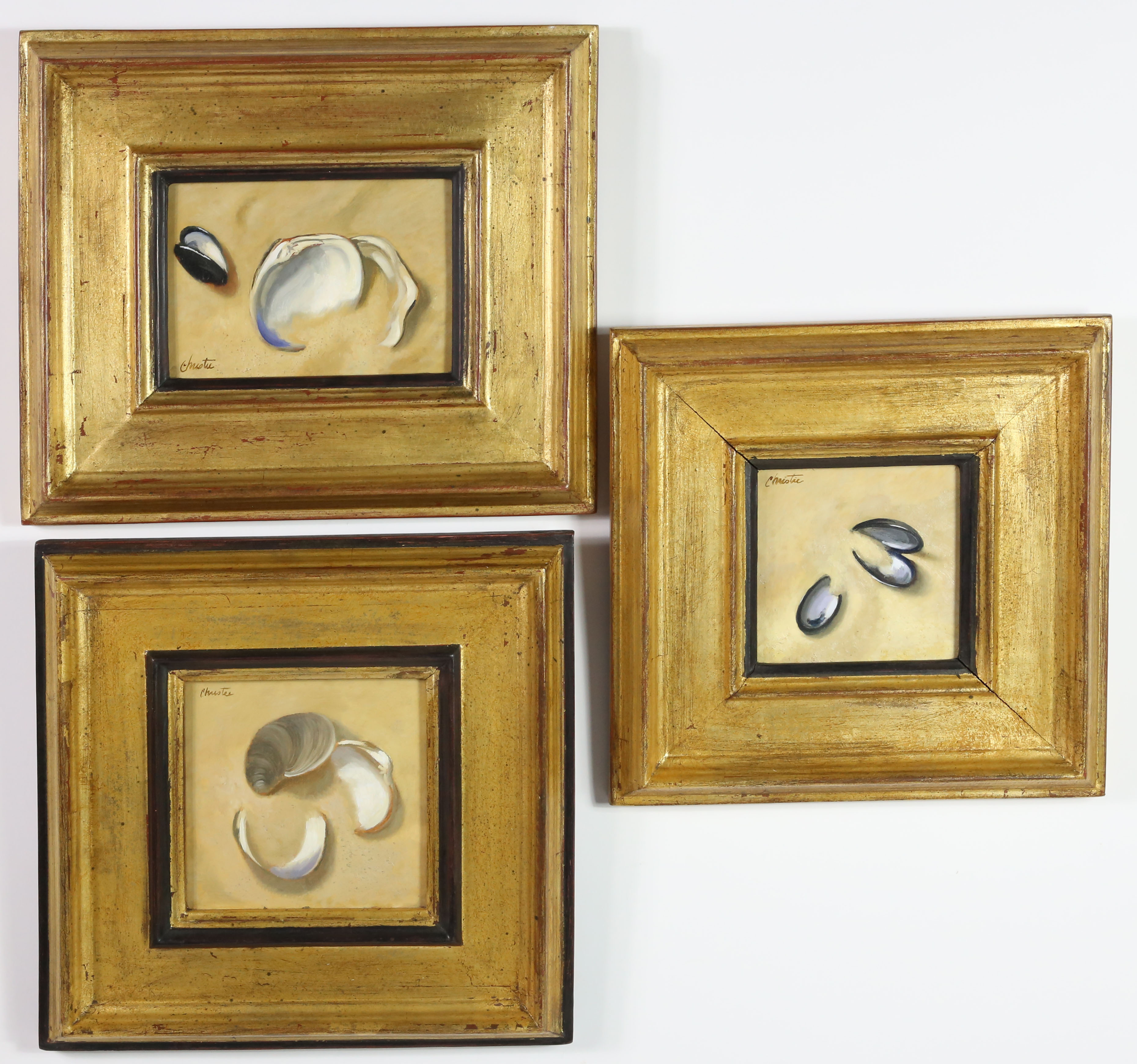 Three Oil on Board Sea Shell Still Life Paintings - Group of Three Oils ...