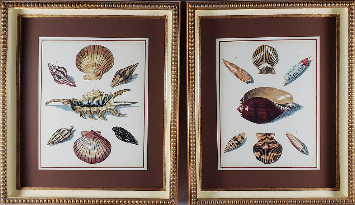 Pair Antique Shell Species Prints - Fine Pair of Vintage Seashell ...