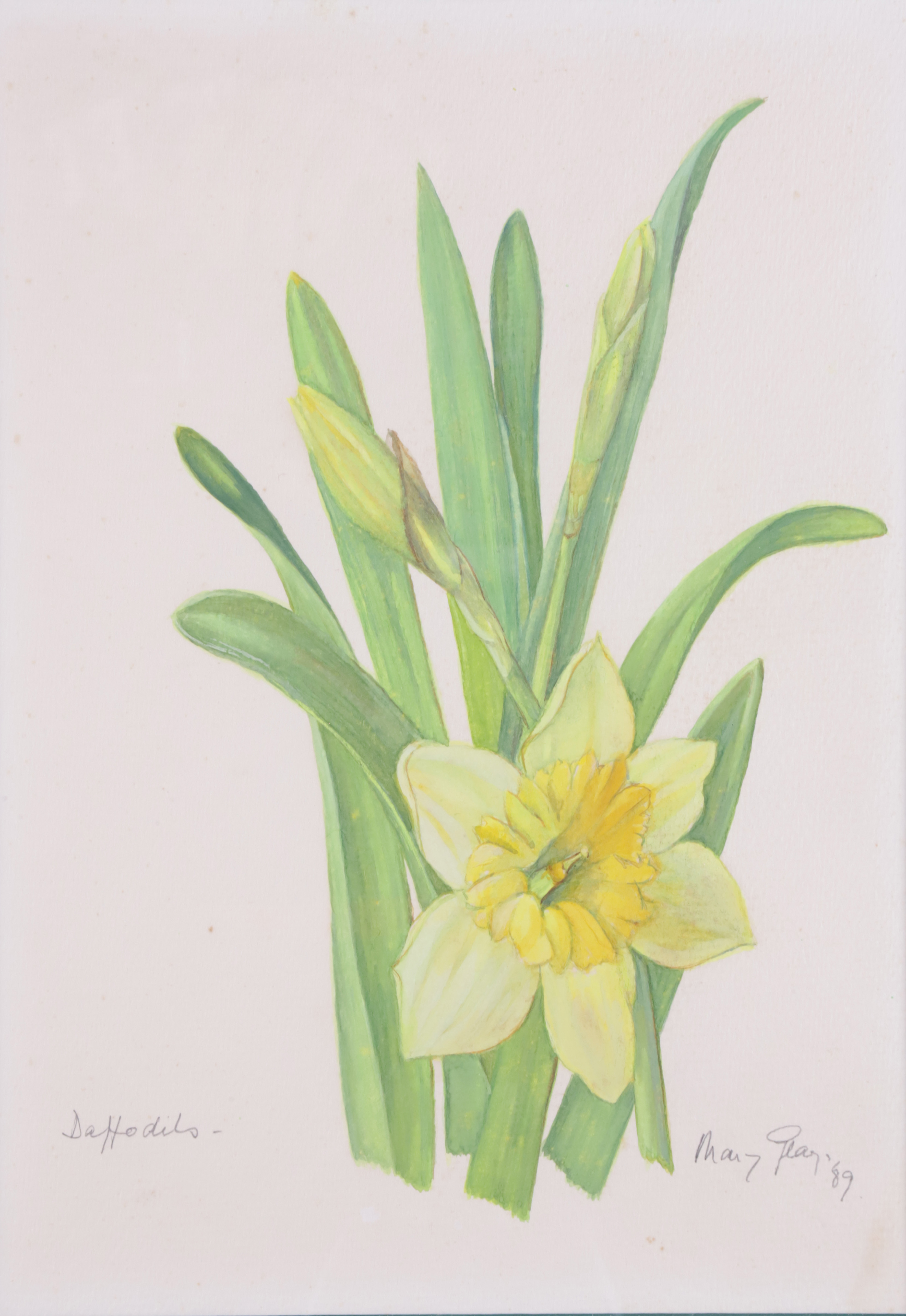 Mary Gray Watercolor on Paper "Daffodils" - Mary Gray Watercolor on ...