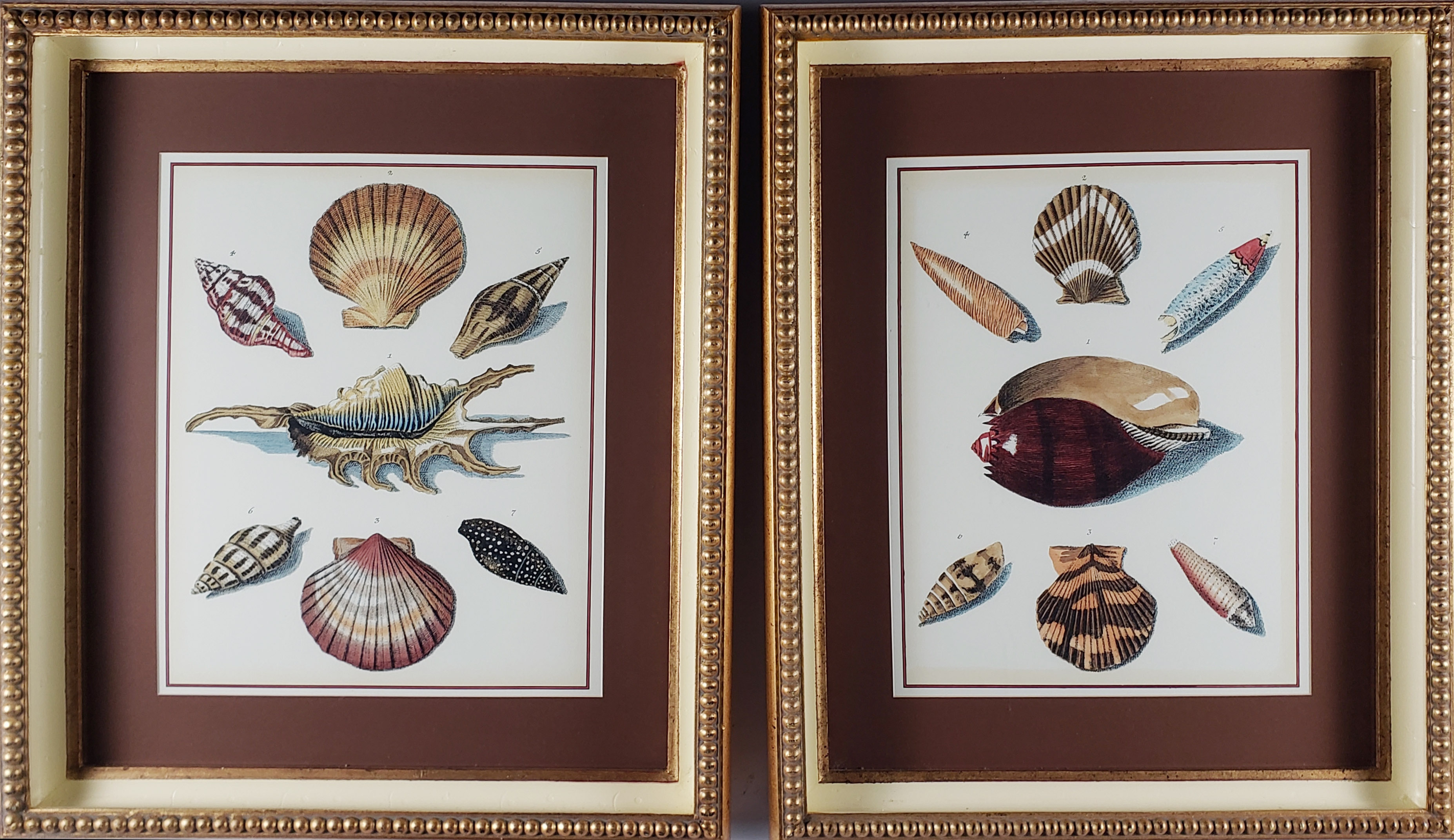 Pair Antique Shell Species Prints - Fine Pair of Vintage Seashell ...