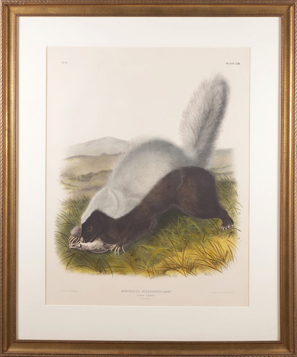 John James Audubon (American 1785-1851) "Texan Skunk" Plate LIII ...
