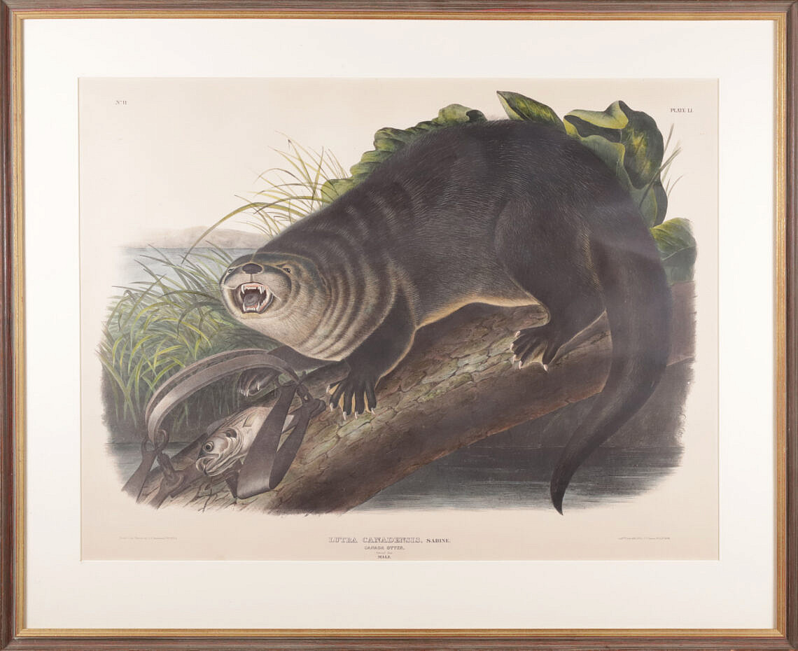 John James Audubon (American 1785-1851) "Canada Otter" plate LI from ...