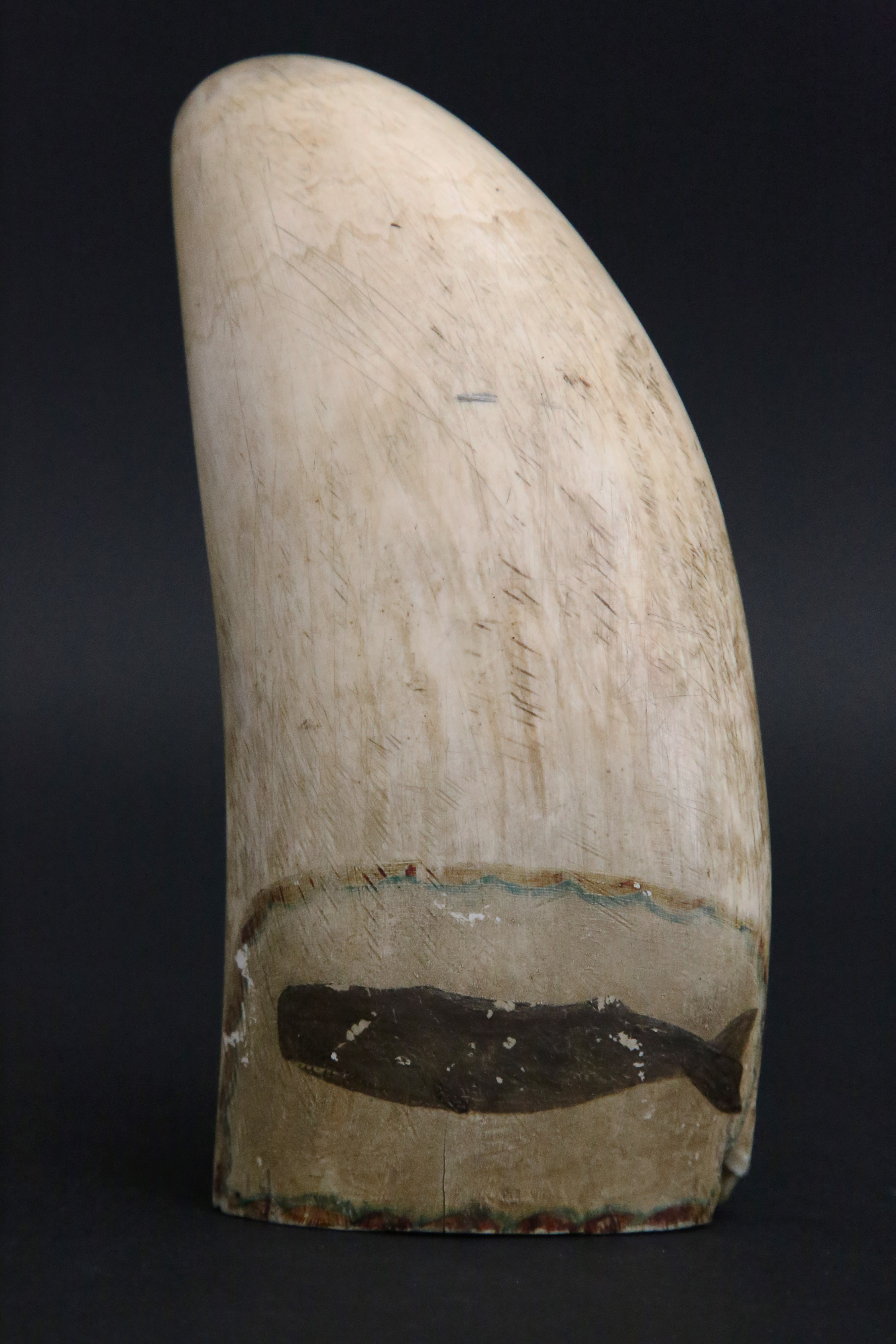 Polished Scrimshaw Whale Tooth 19th Century Painted Portrait of a Whale ...