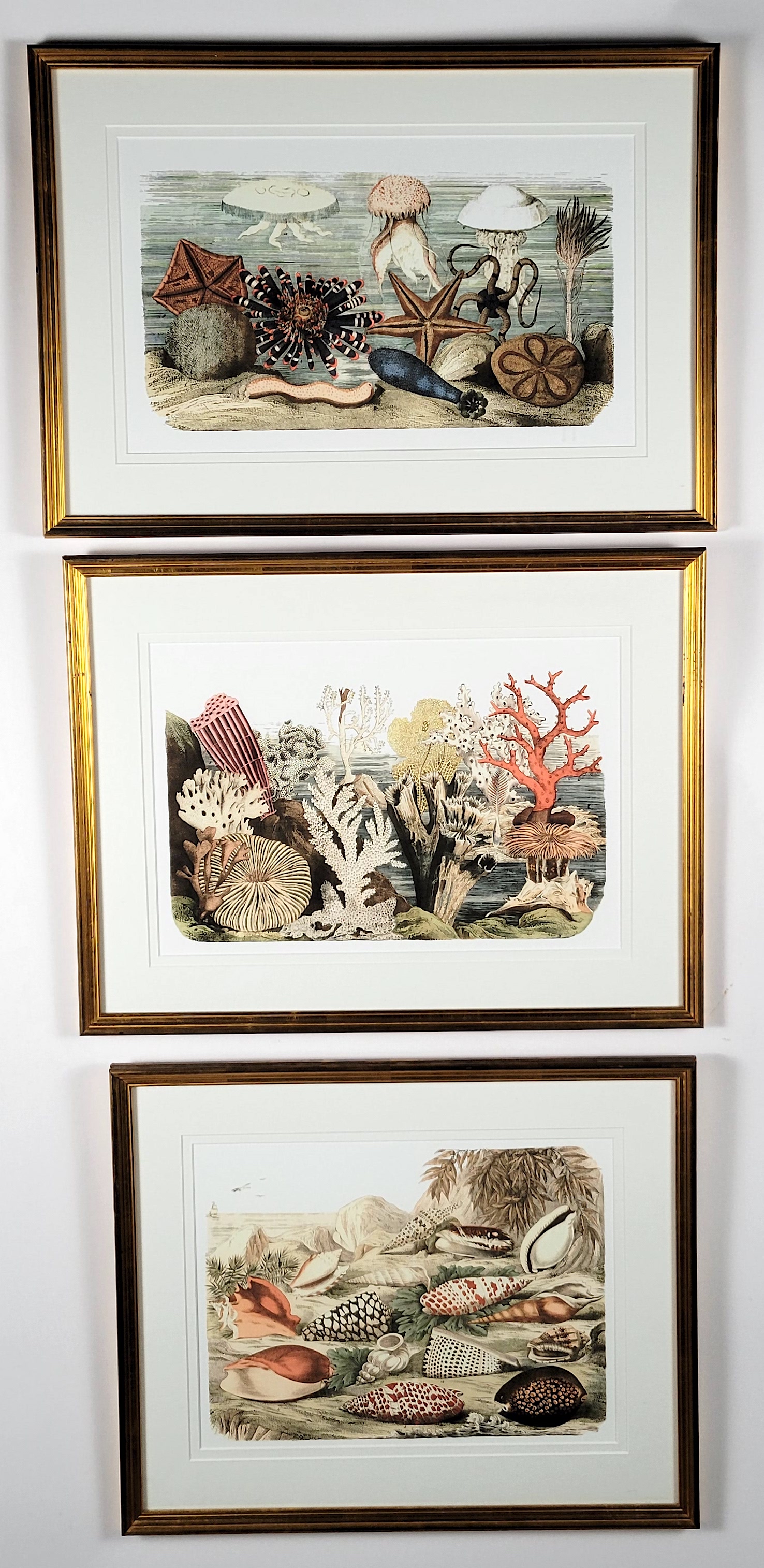 Three Aquatic Sea Life Species Nautical Chromolithograph Prints - Three ...