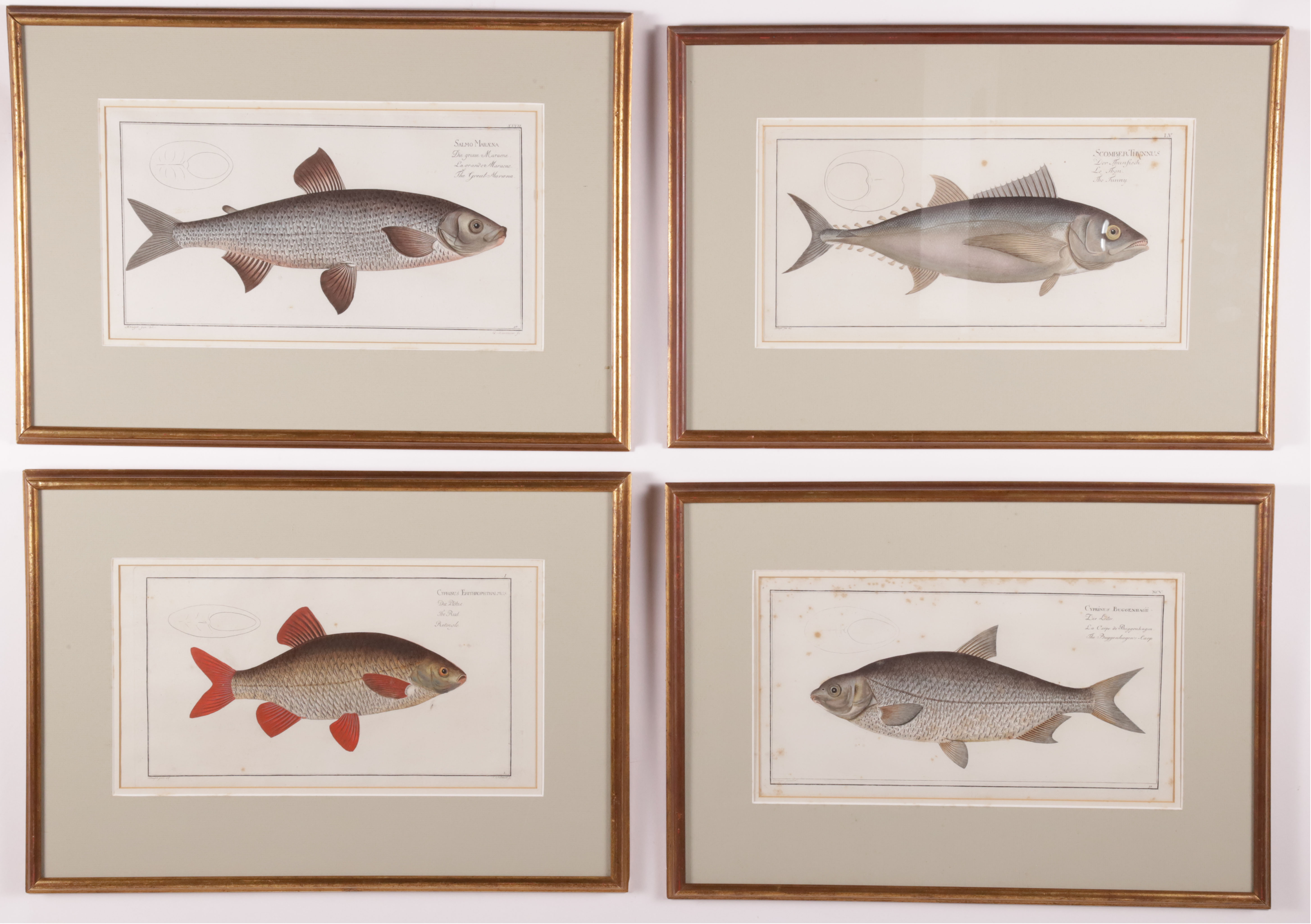 Group of Four Fish Lithographs by Kruger Jan. Del 19th Century - Group ...