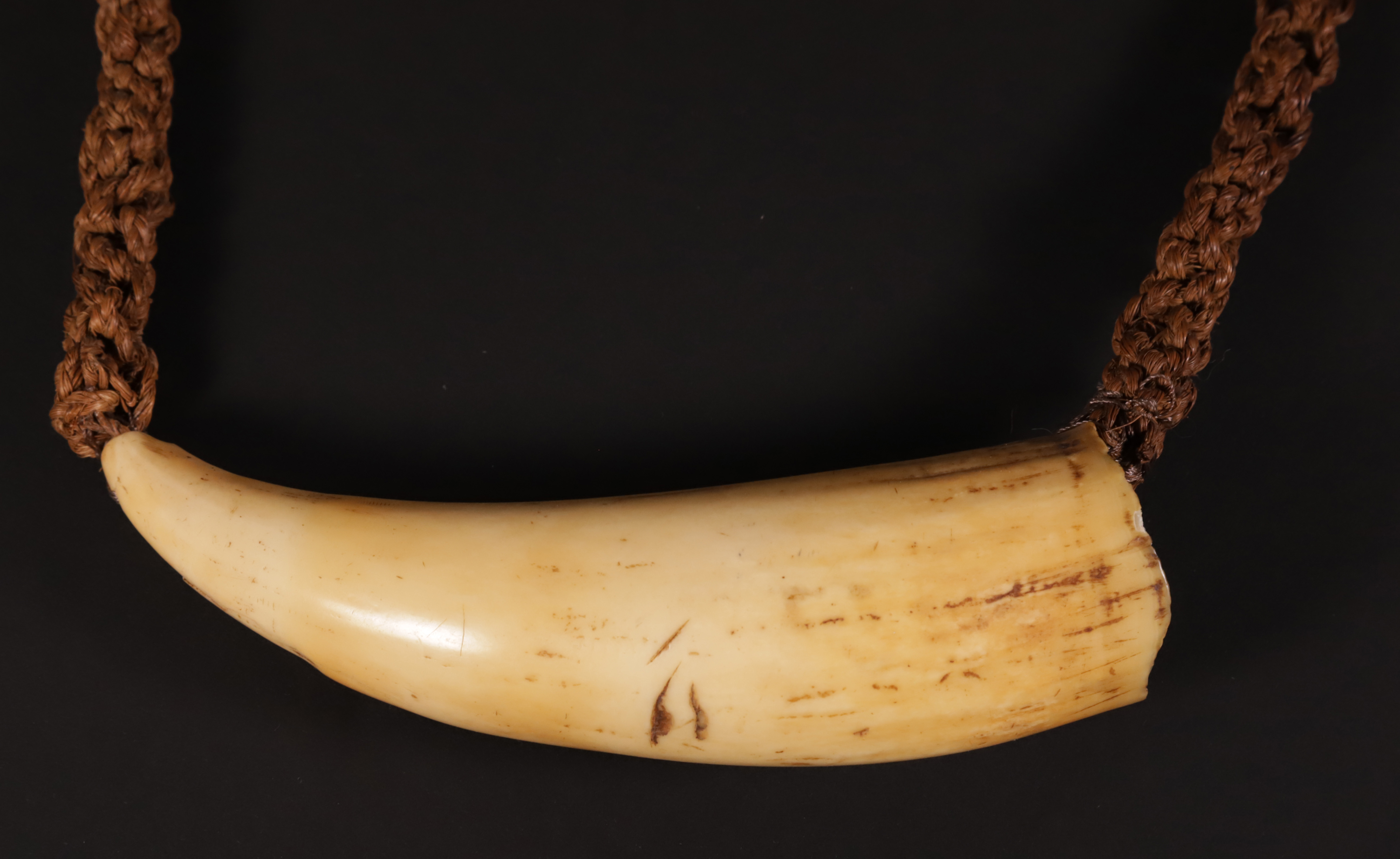 Tambua Antique Sperm Whale Tooth 19th Century - Tambua Antique Sperm ...