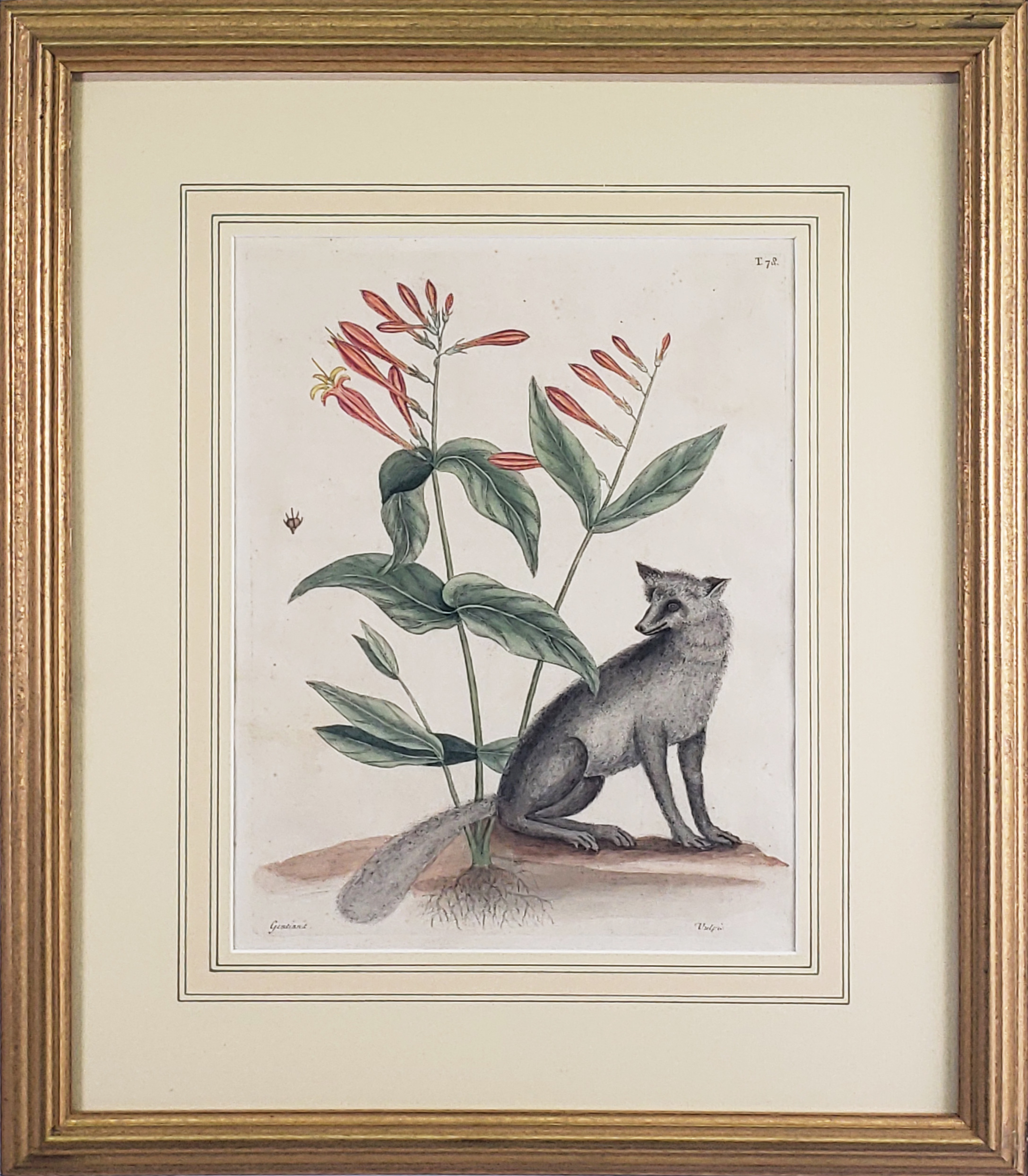 18th century Black Fox Botanical Engraving - Antique Hand Colored Black ...