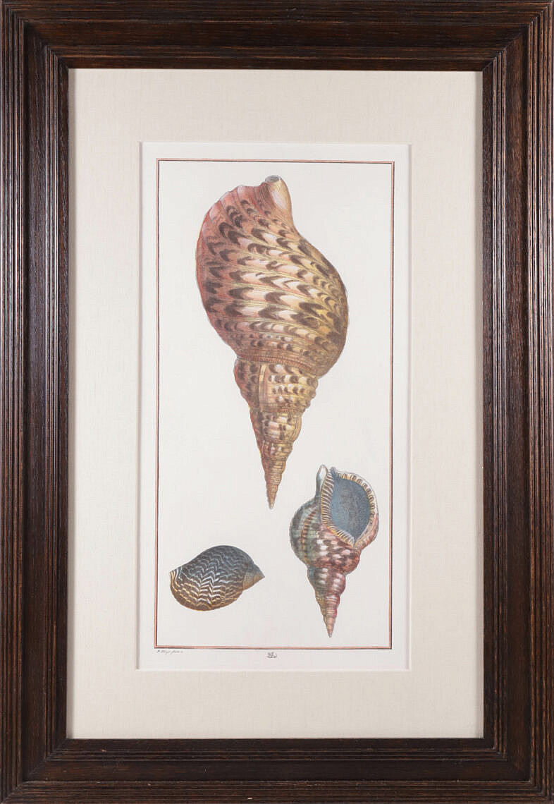 18th Century Hand Colored Engraving of a Periwinkle Shell - Rafael ...