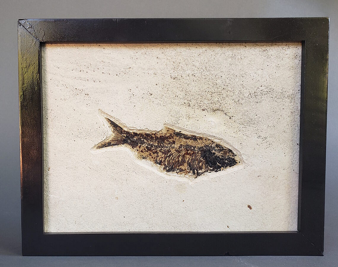 Natural History - Knightia Fish Fossil - Natural History - Antique ...