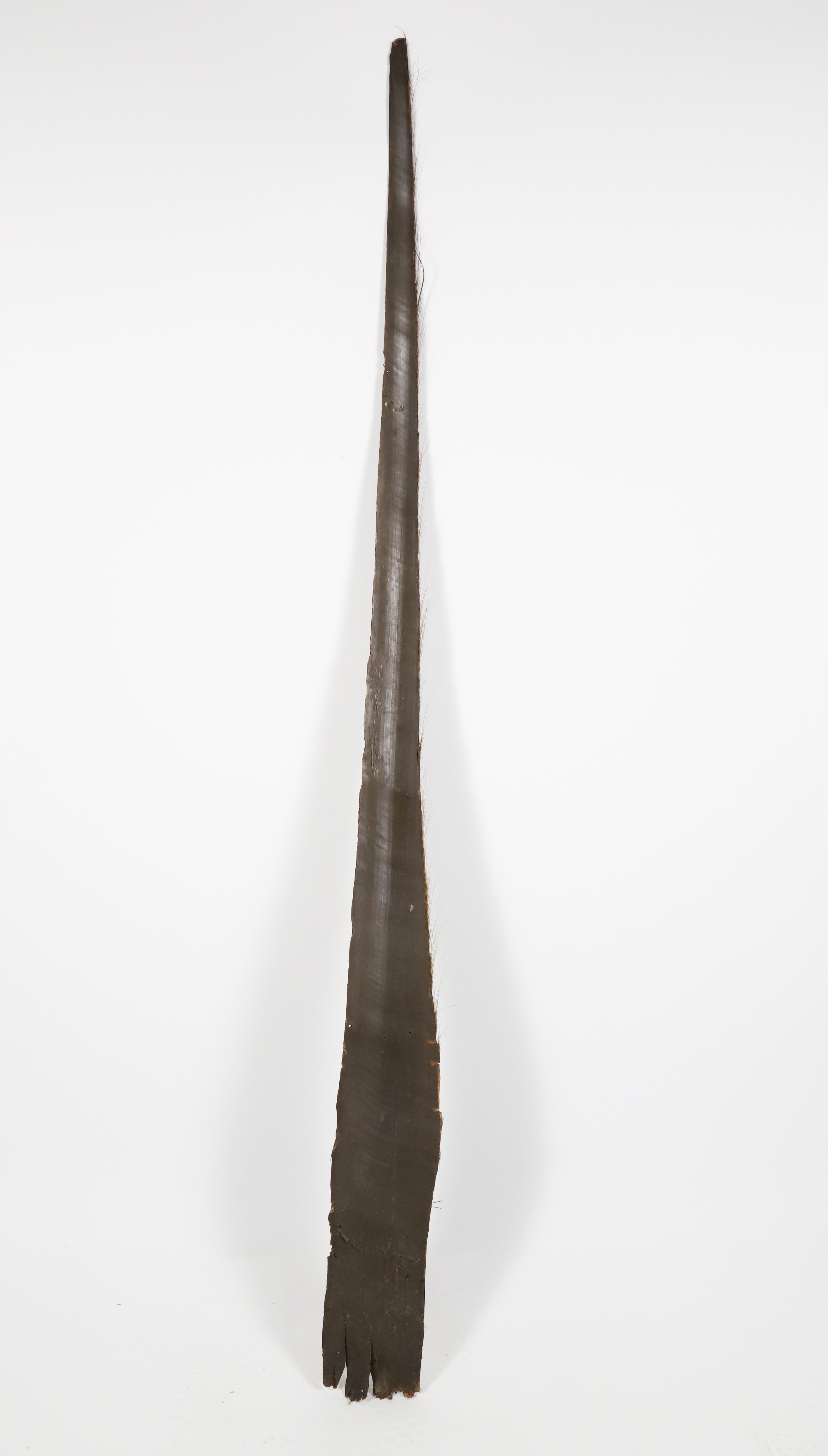 Antique Strip of Baleen 19th Century - Antique Strip of Baleen, 19th ...