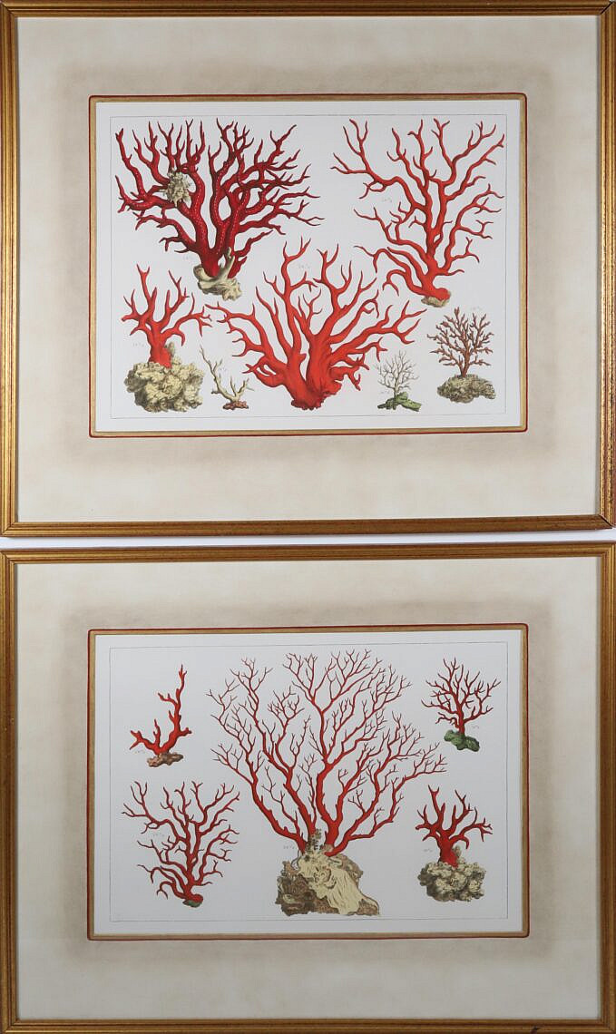 Two Antique Handcolored Prints of Sea Coral - Two Antique Colored ...