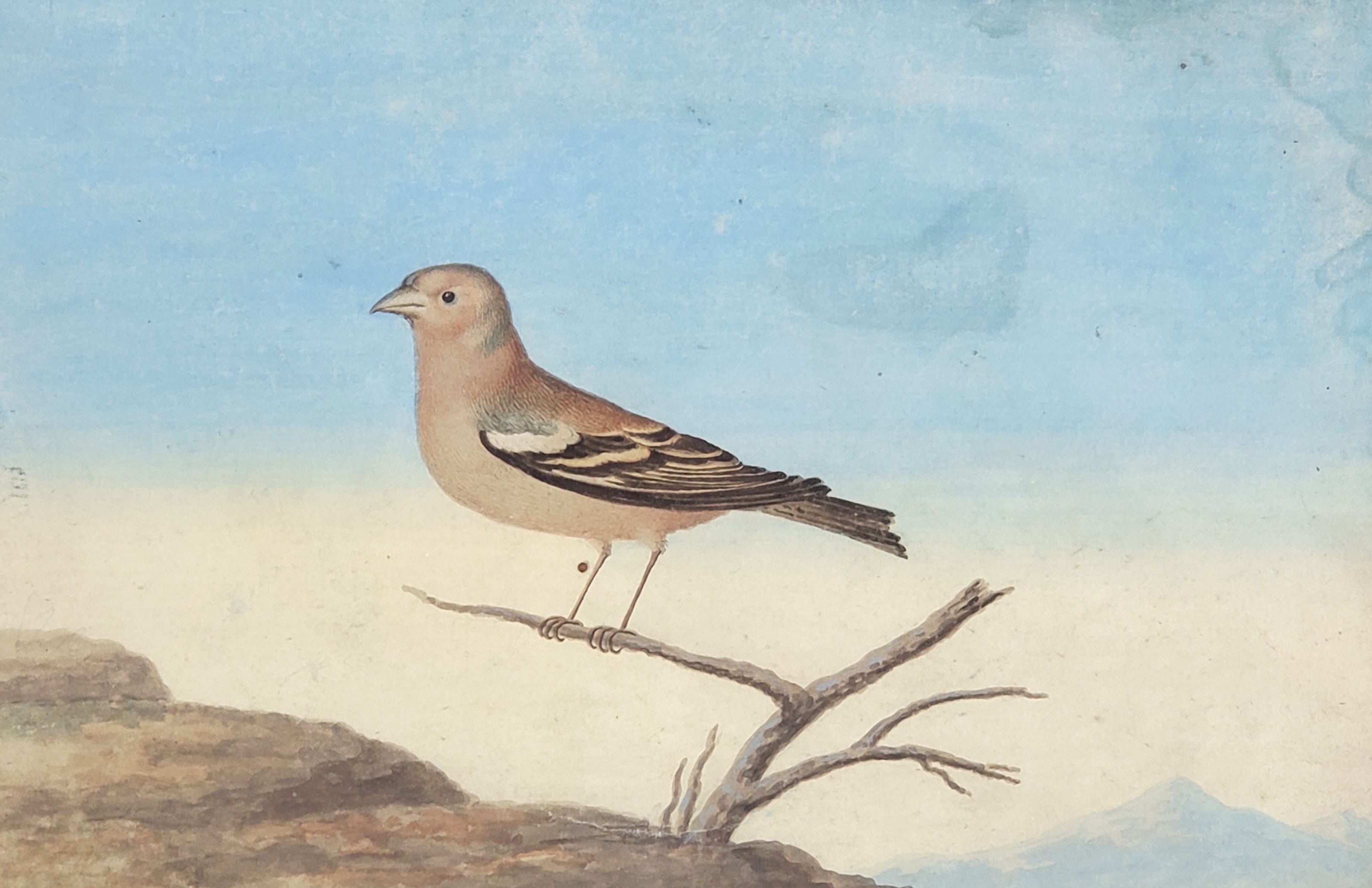 Antique Watercolor Study of a Finch Bird - Fine Antique Watercolor ...