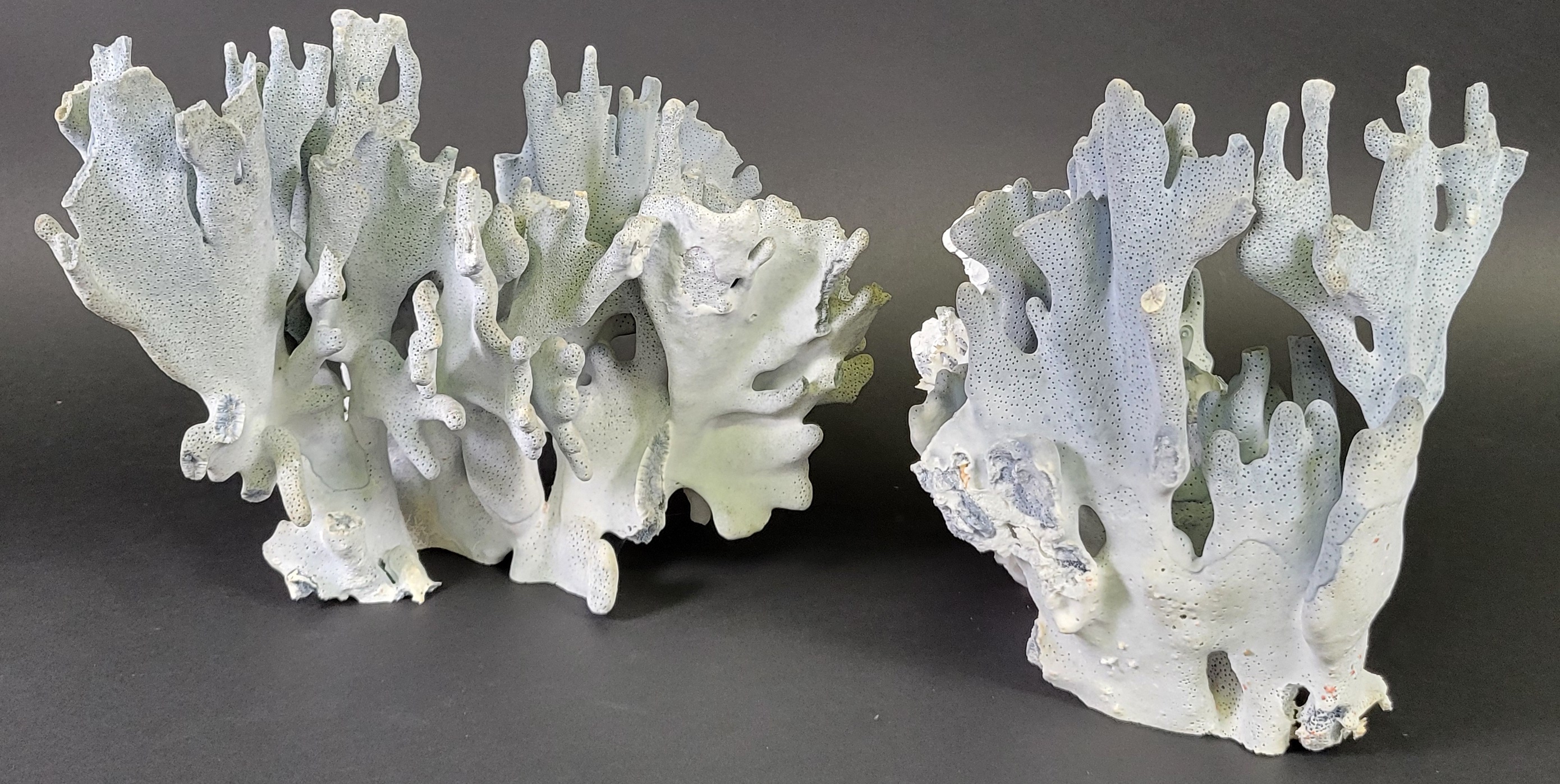 Two Pieces of Vintage Fossilized Tropical Blue Coral - Two Pieces of ...