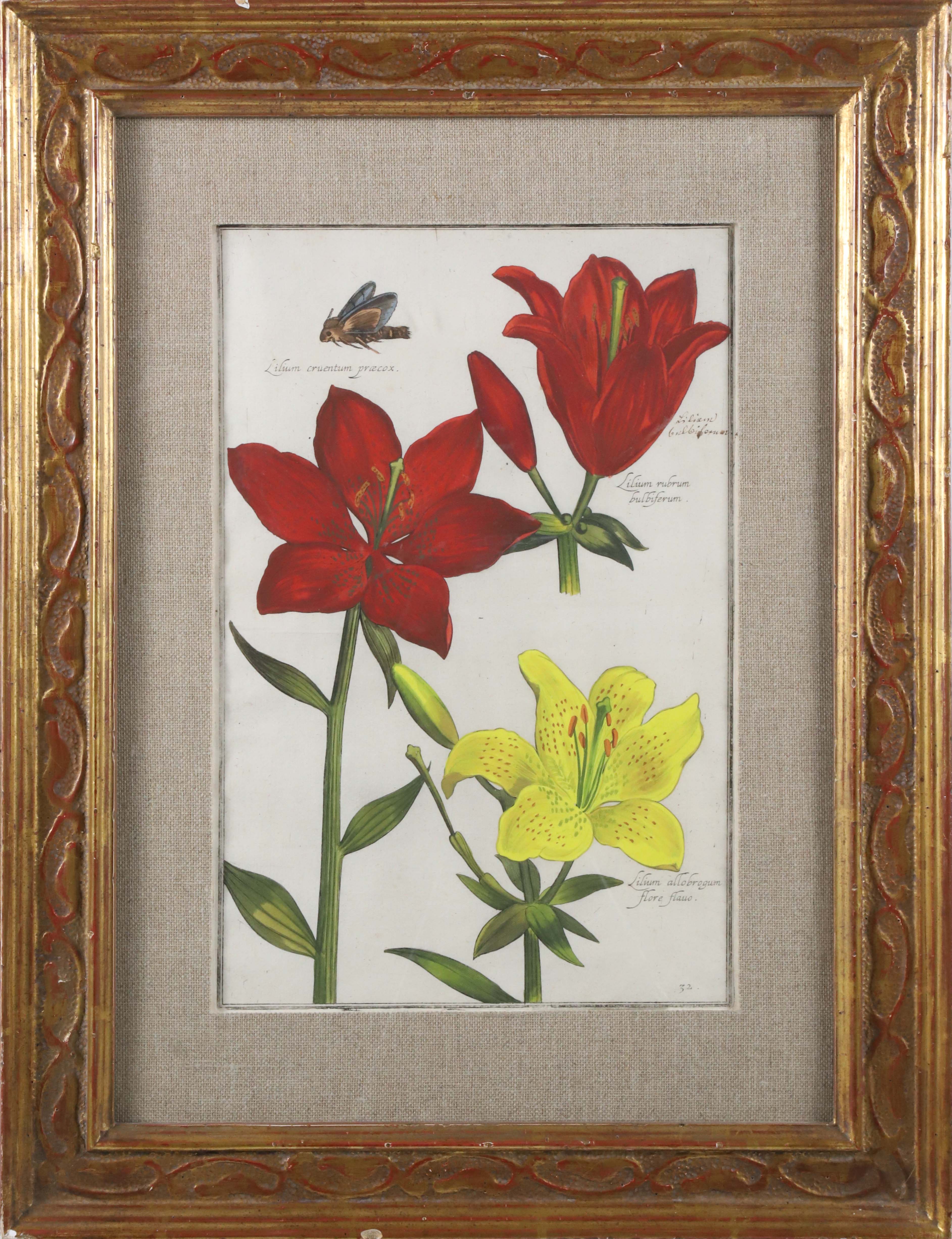 Daniel Rabel (Paris) Hand Colored Copper Engraving #32 Lillies Circa ...