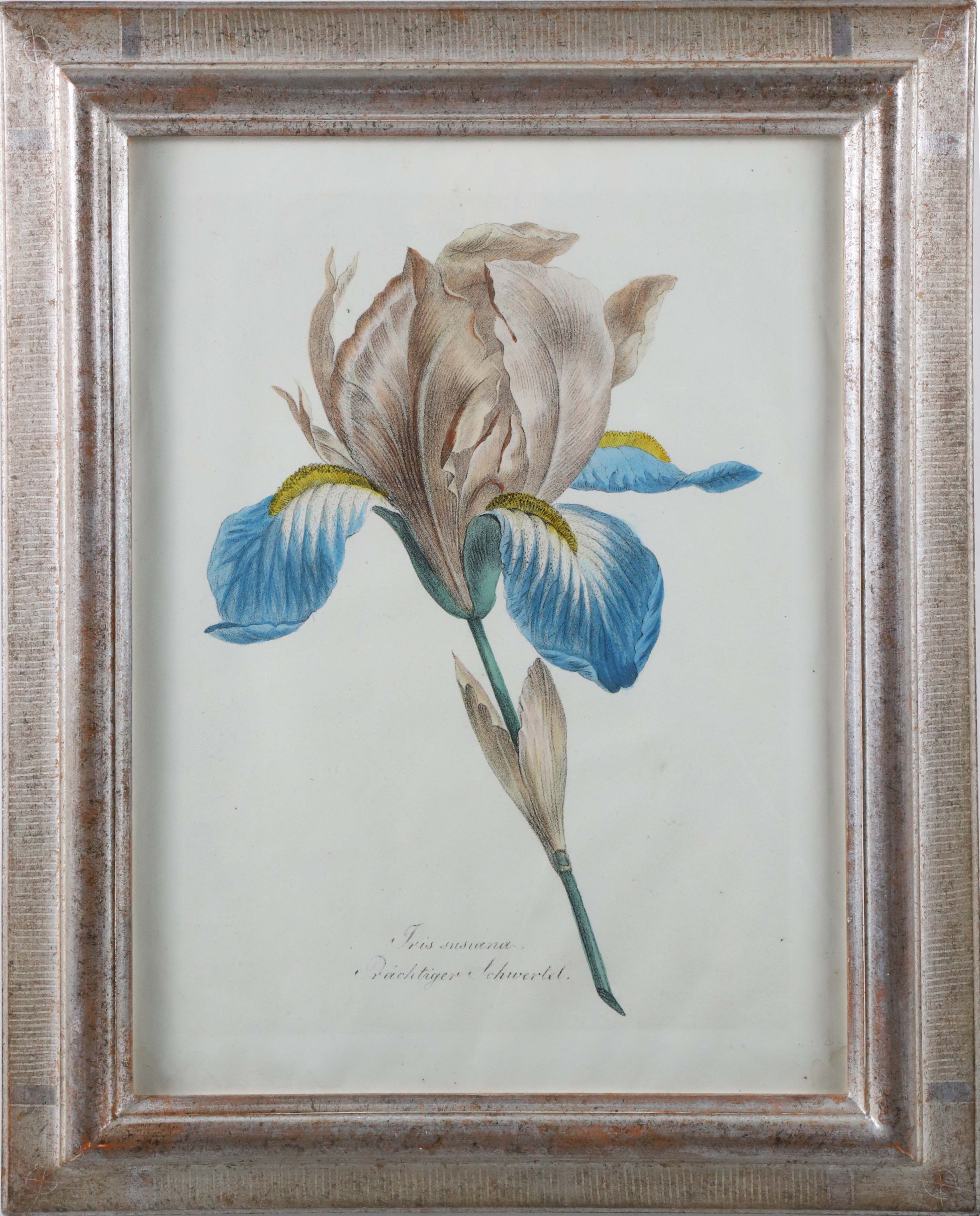 German Stipple Engraving "Iris Susiana" Circa 1800 - German Stipple ...