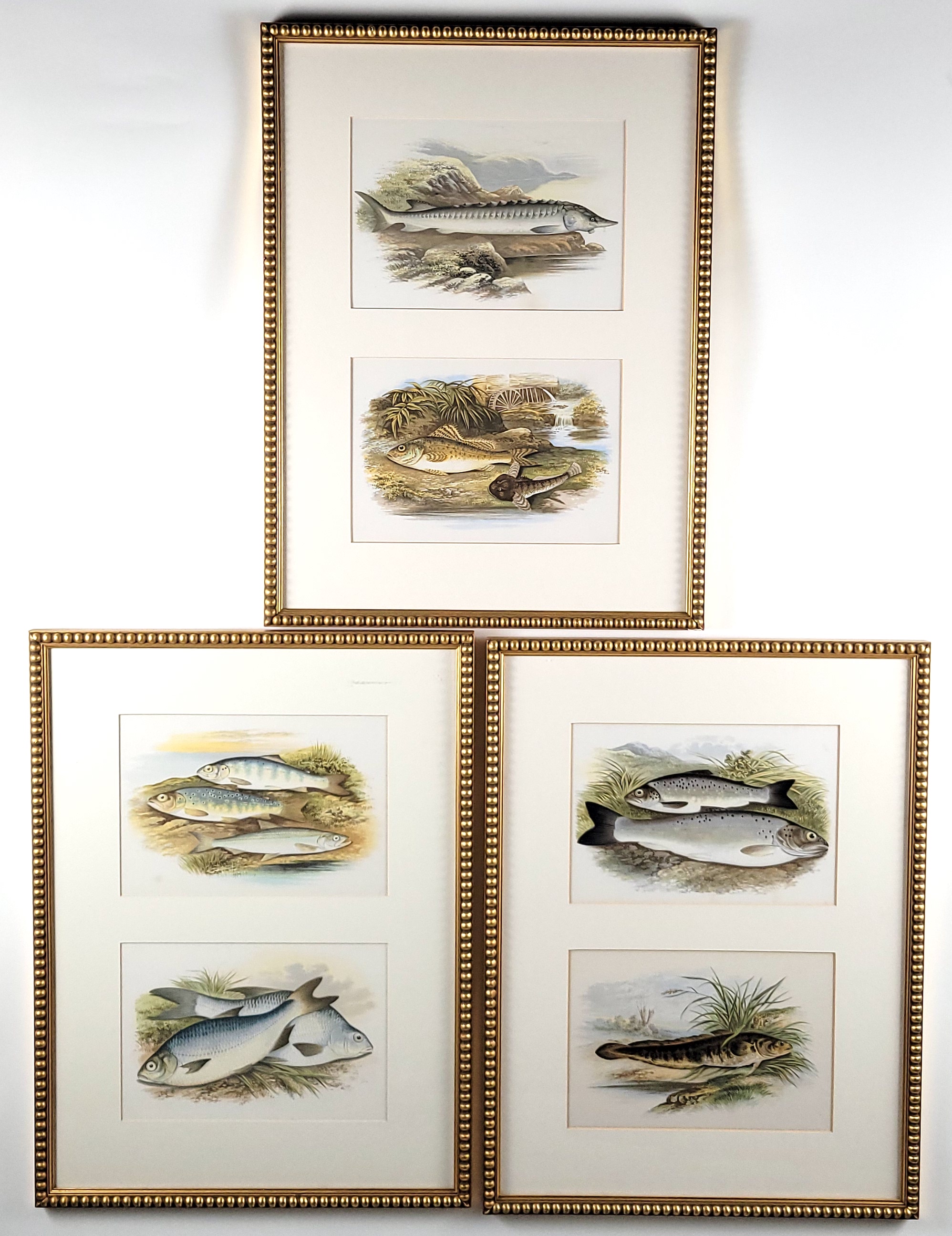 Six 19th C. Fish Species Chromolithograph Prints - Six 19th C. Fish ...