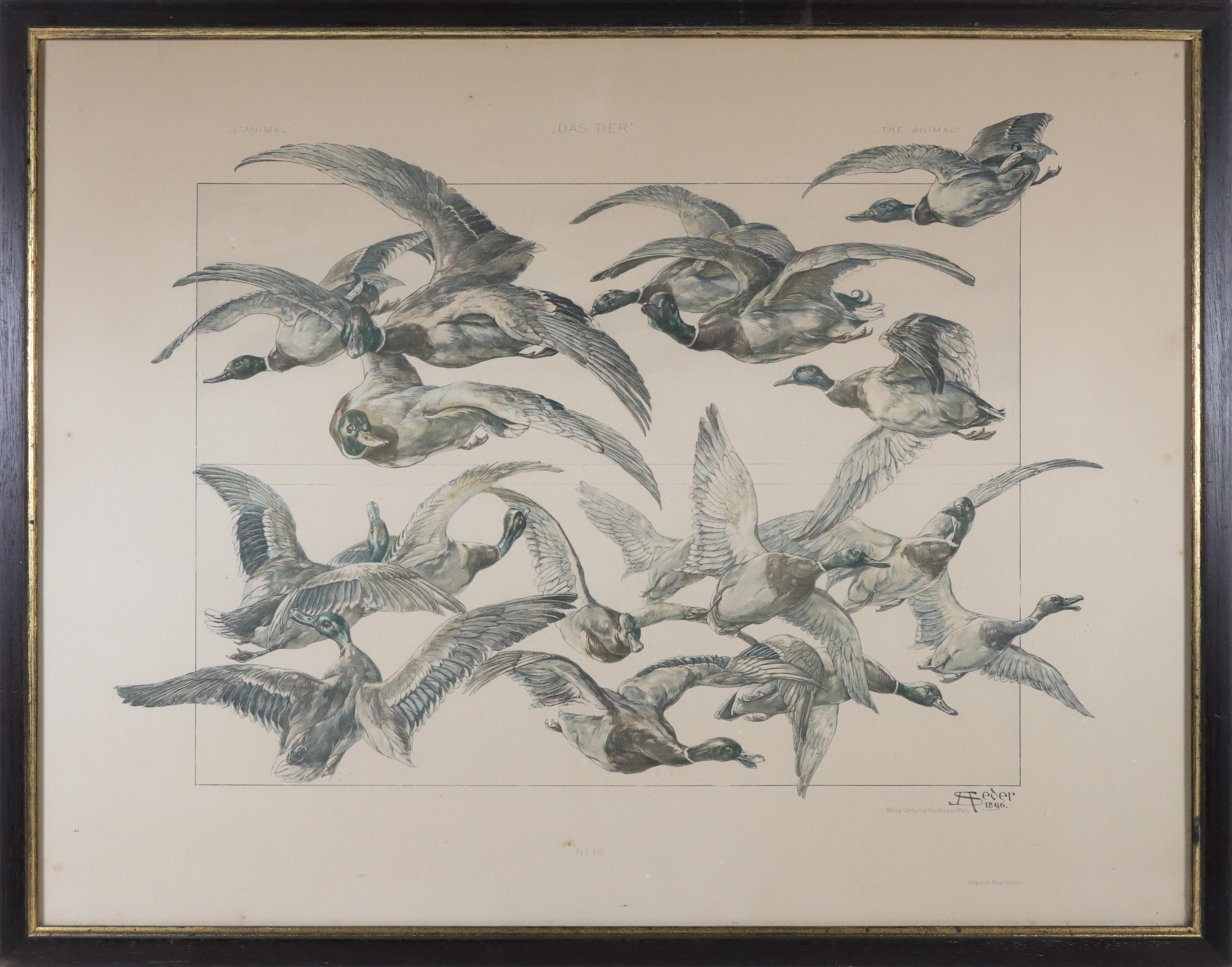 Anton Seder Hand Colored Engraving "Das Tier" No 18 circa 1896 - Anton ...