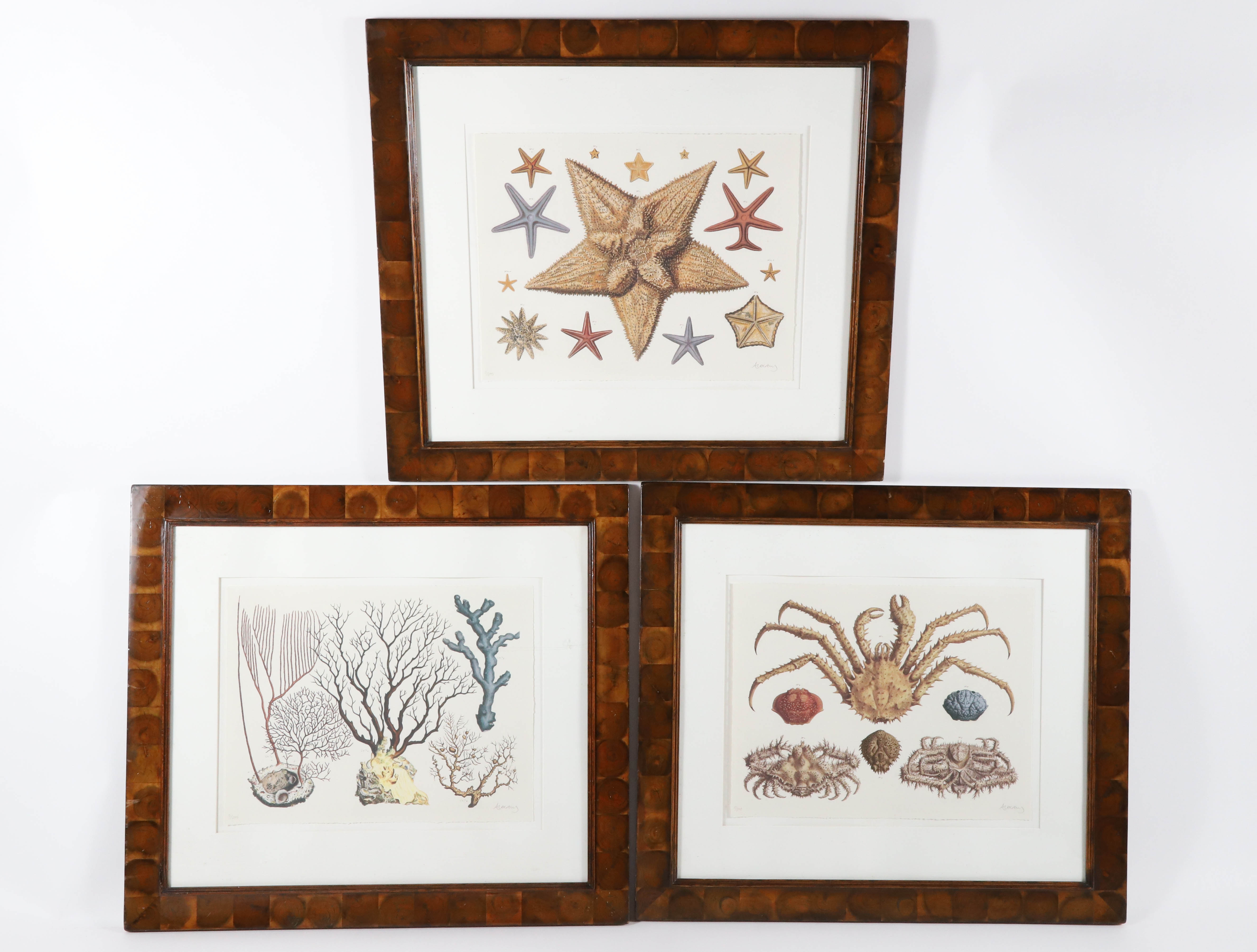 Set of Three Albertus Seba Cabinet of Natural Curiosities Limited ...