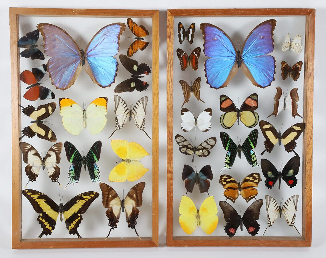 Pair of Framed Butterfly Specimen Shadow Boxes - Pair of Framed ...