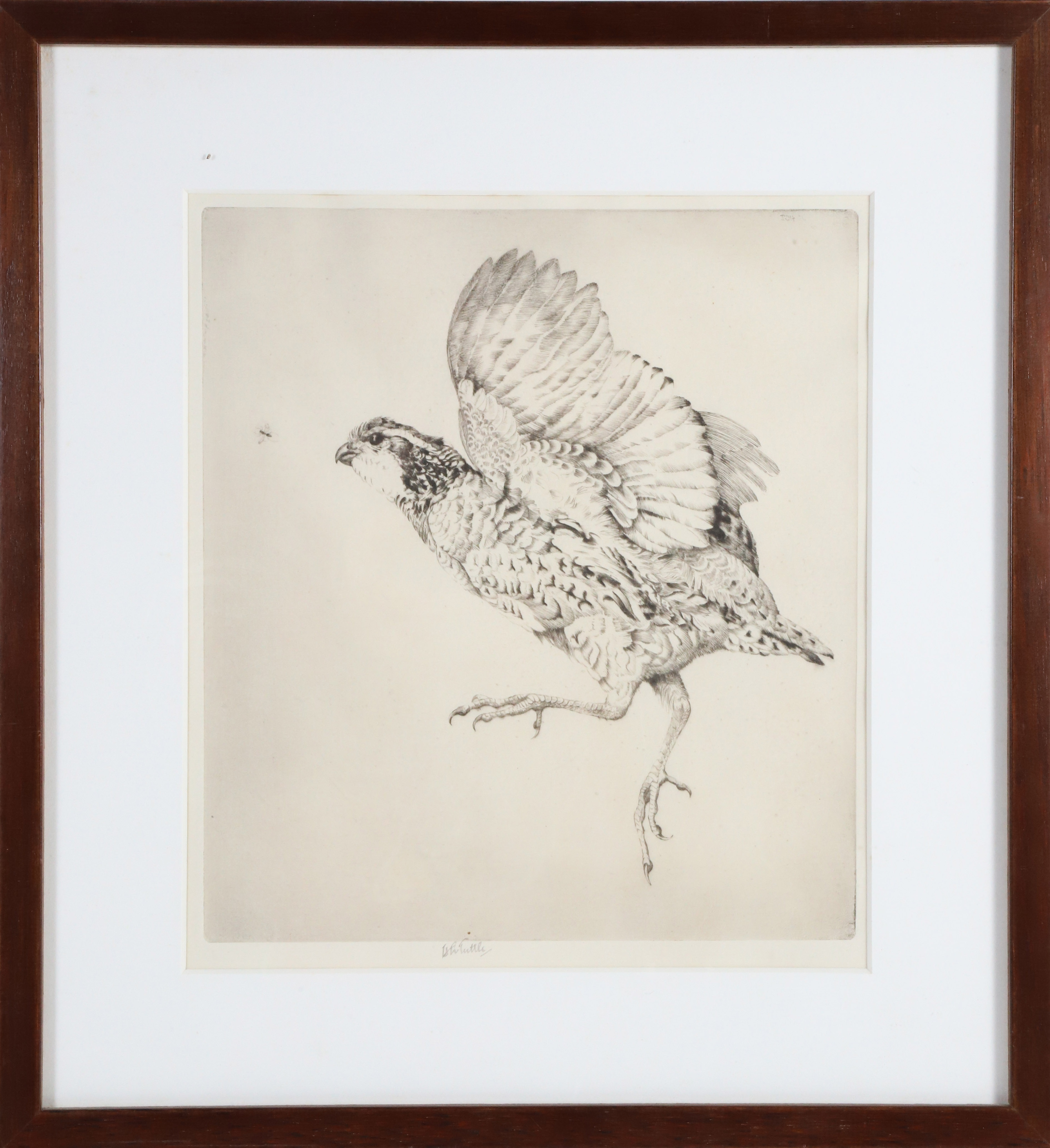 Elizabeth Tuttle Engraving "Grouse" - Elizabeth Tuttle Engraving ...