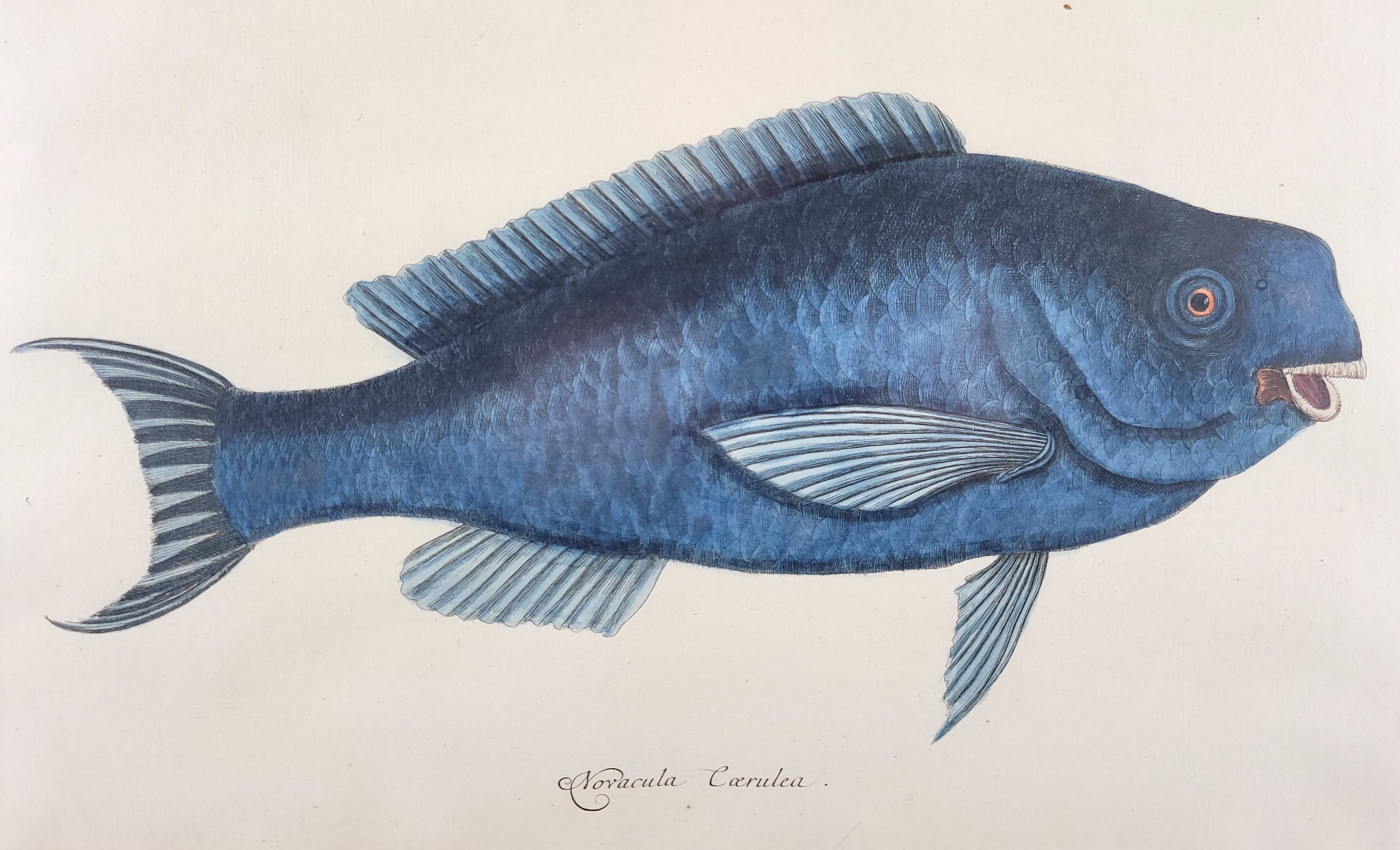 Mark Catesby (1683-1749) Hand Colored Fish Engraving “ Novacula ...
