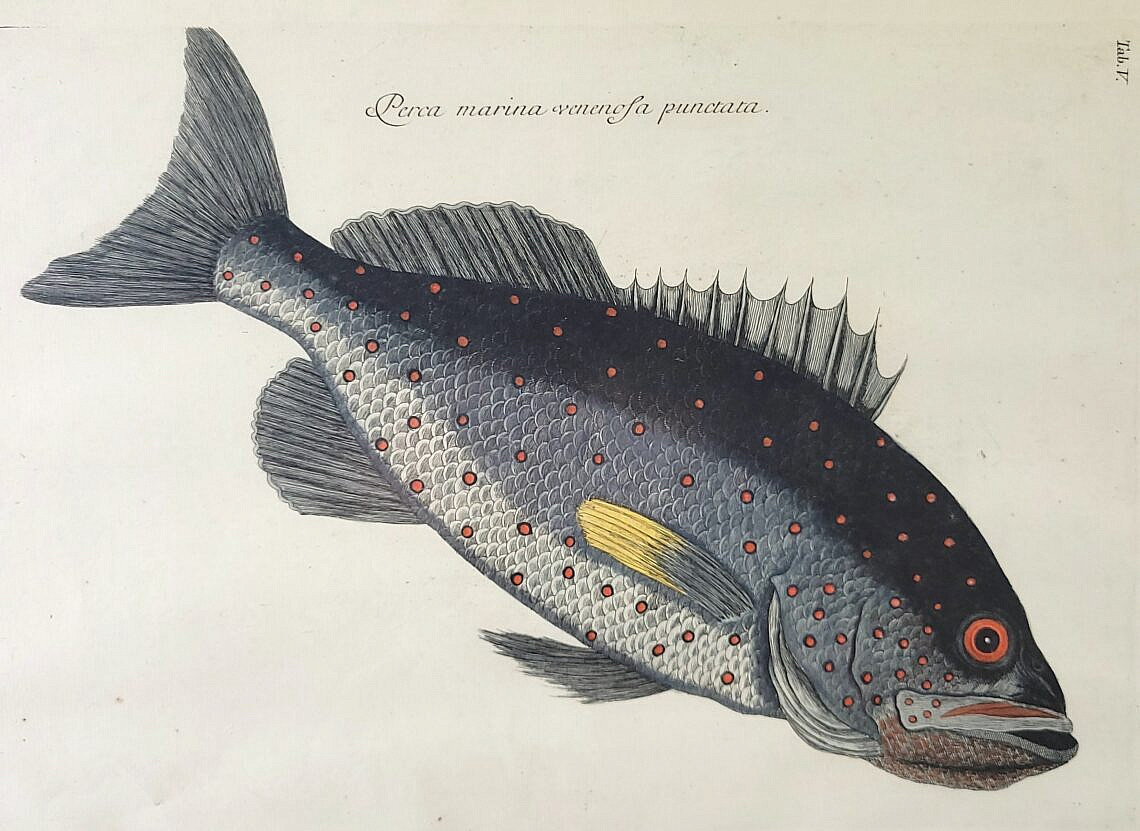 Mark Catesby (1683-1749) Hand Colored Fish Engraving “ Venenosa ...