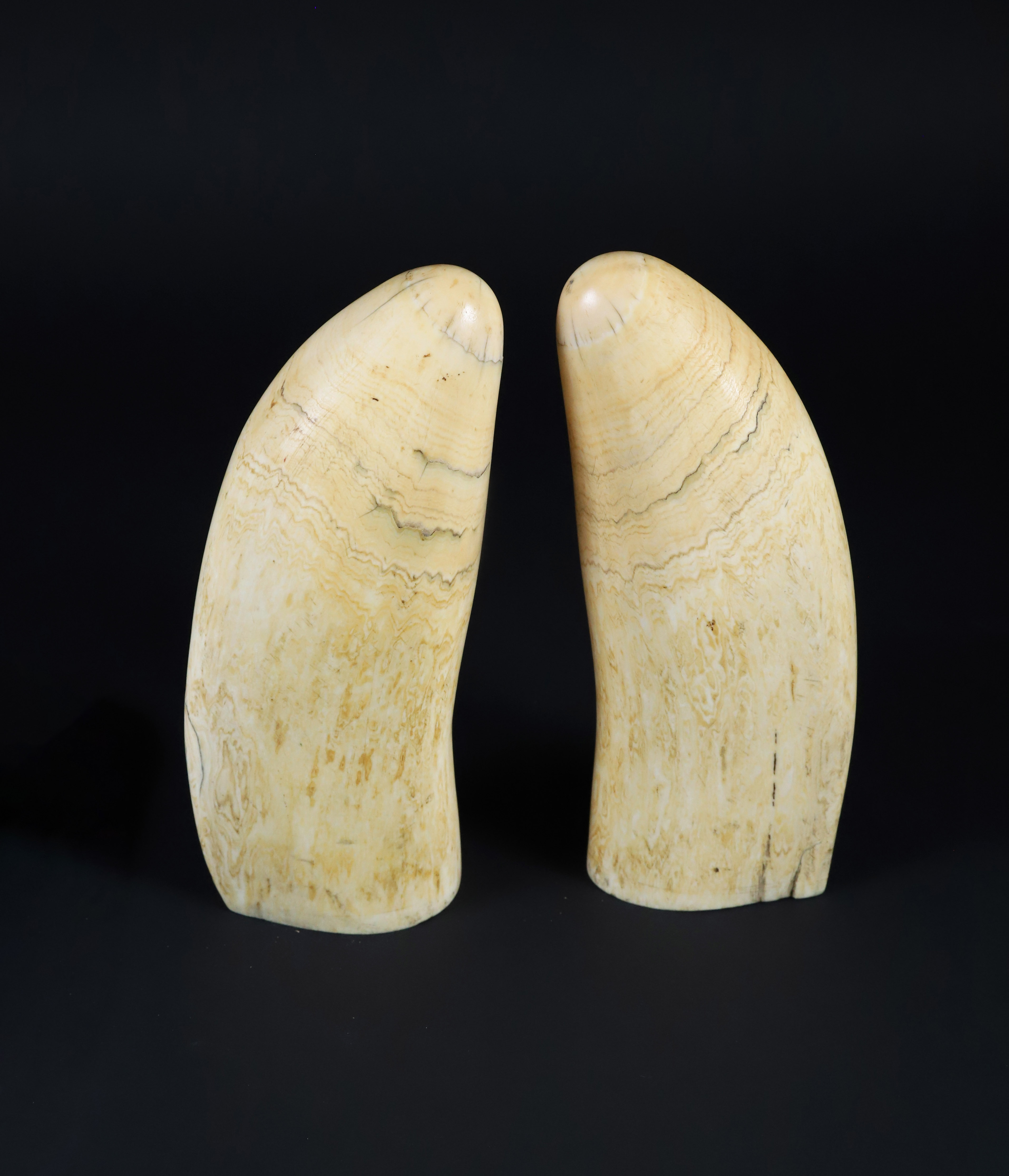 Pair of Antique Sperm Whale Teeth Mid 19th Century - Pair of Antique ...