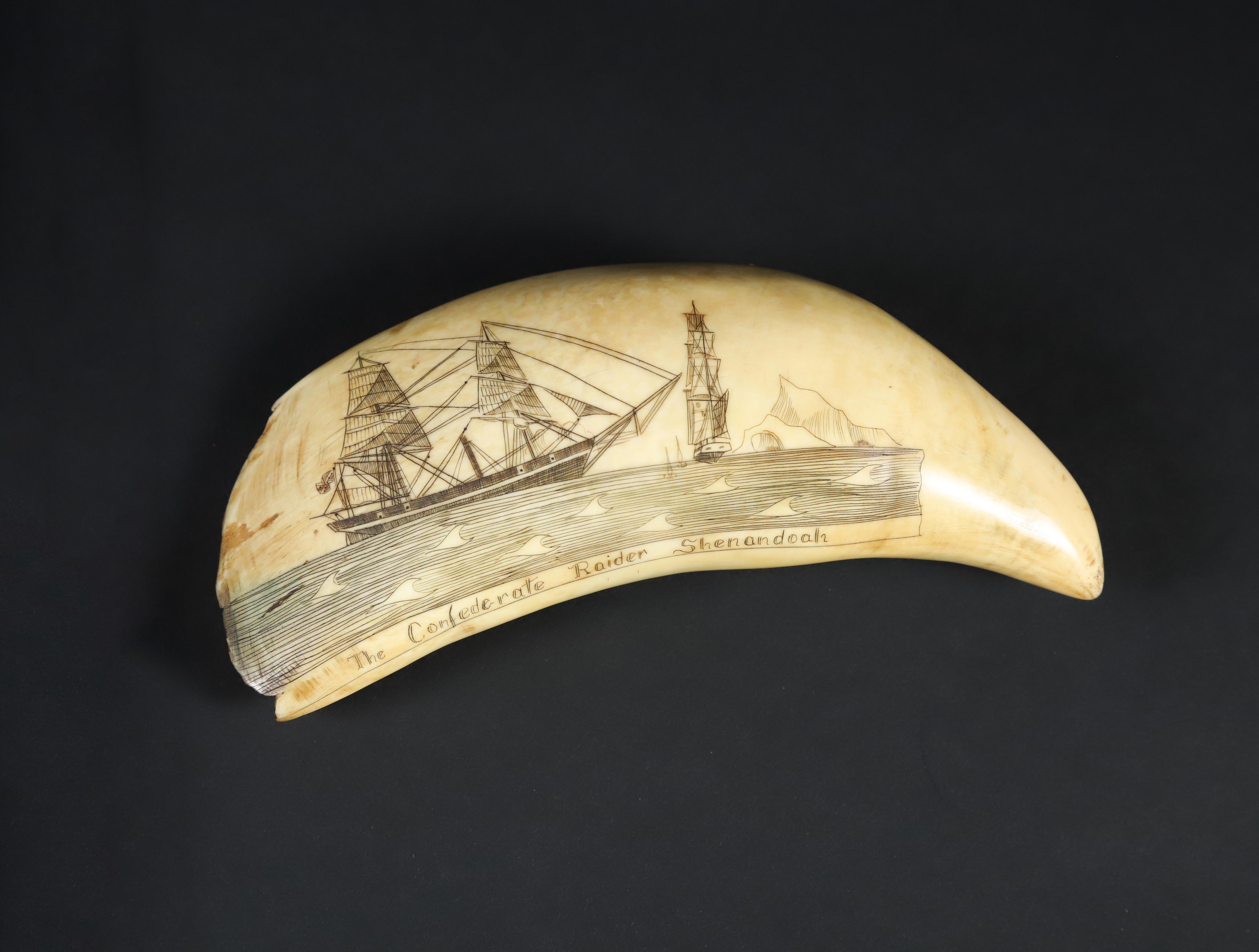 Robert Spring Polychrome Scrimshaw Whale Tooth "The Confederate Raider Shenandoah" circa 19699 ...