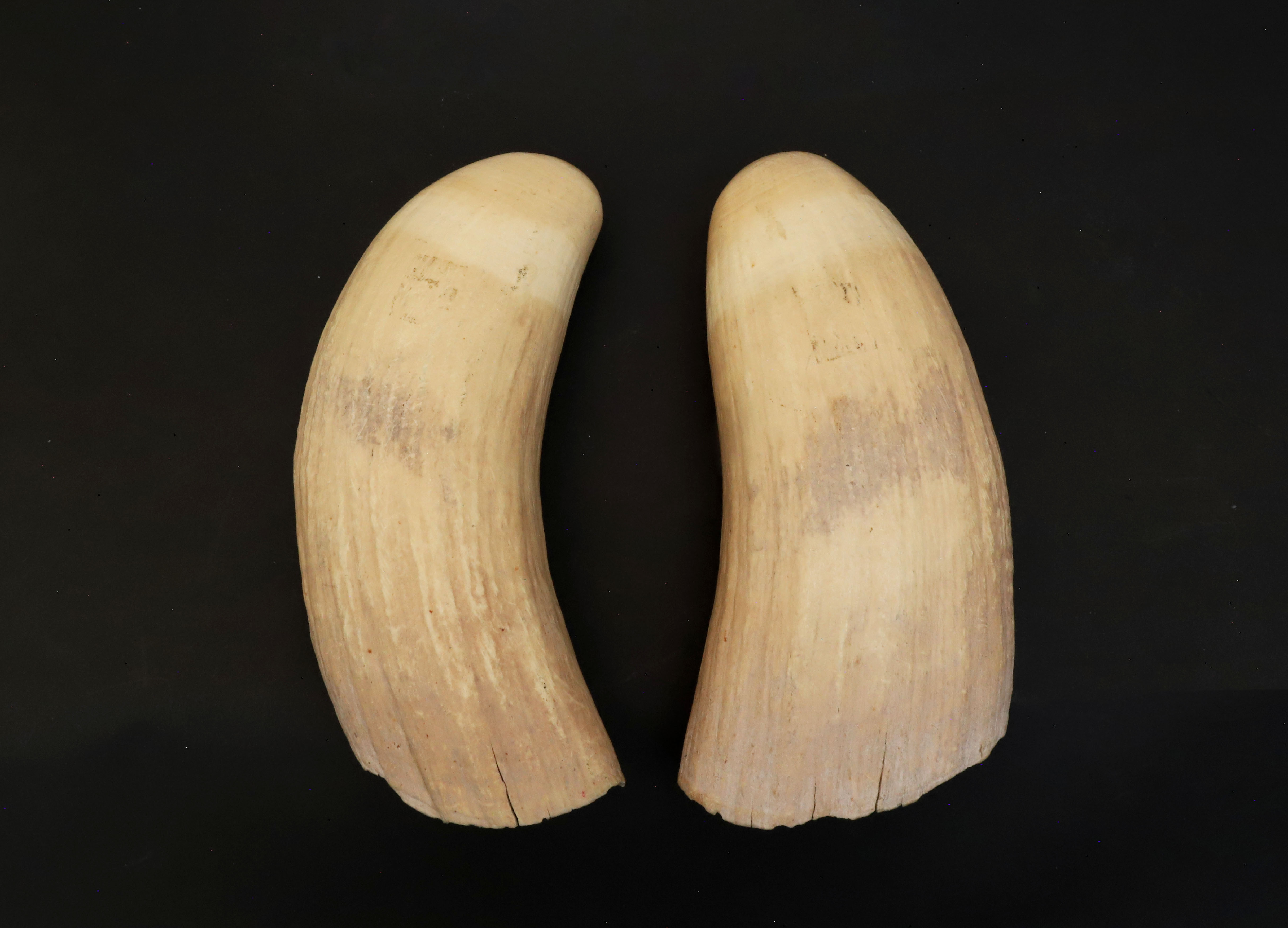Two Antique Whale Teeth 19th Century - Two Antique Whale Teeth, 19th ...