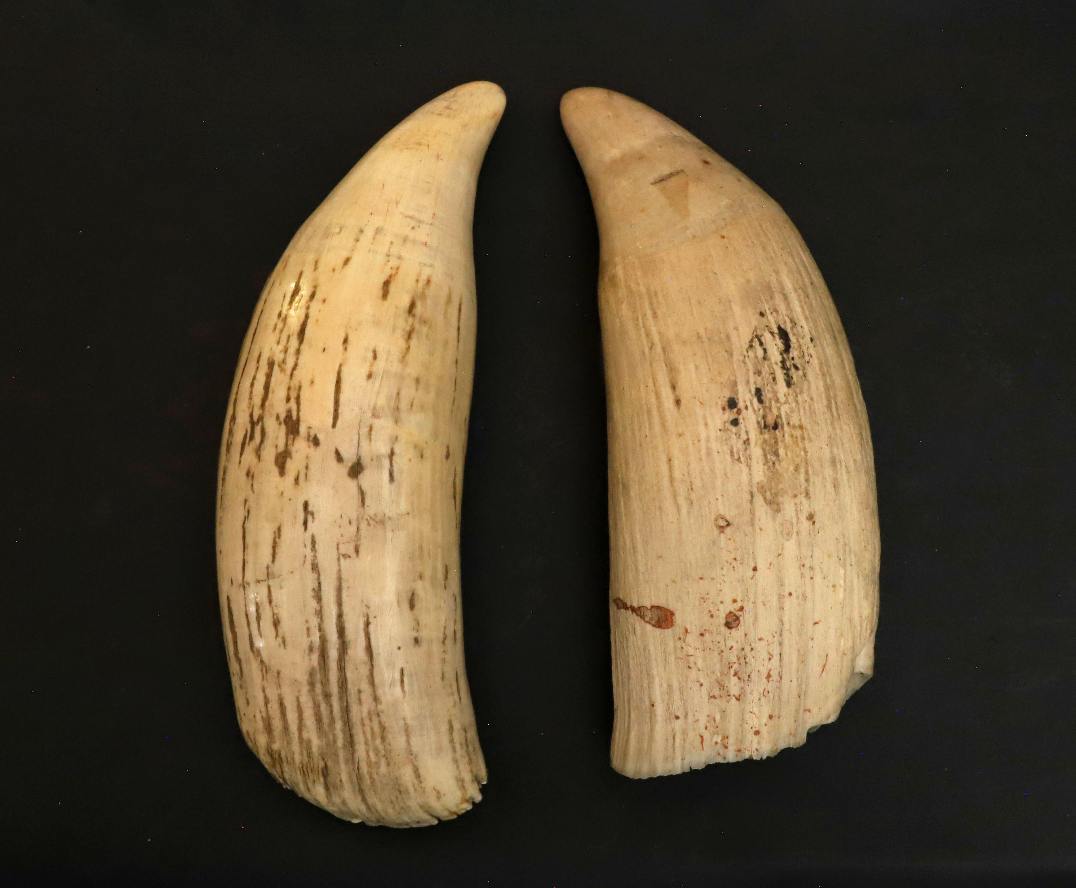 Two Antique Raw Whale's Teeth 19th Century - Two Antique Raw Whale's ...