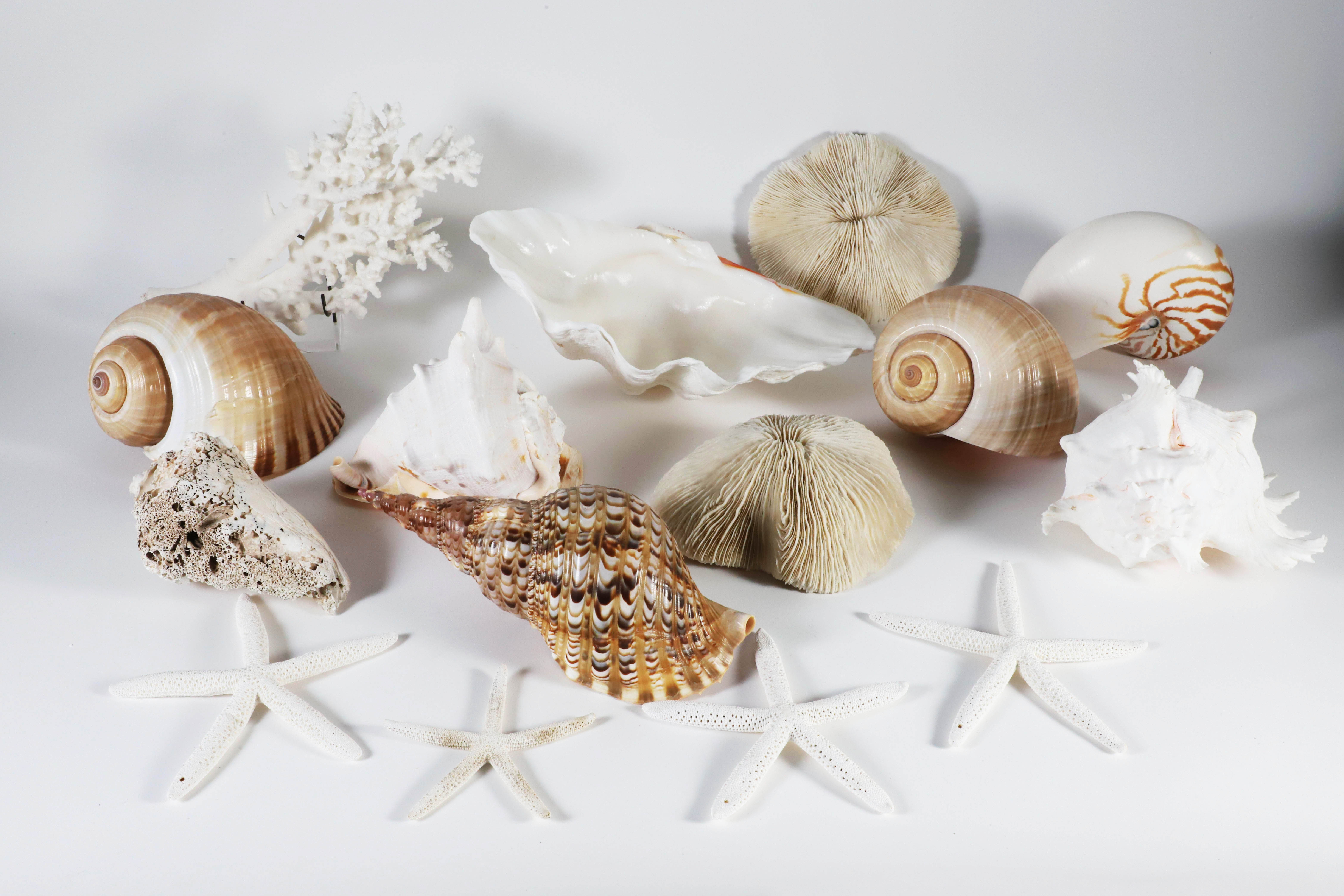 Assorted Collection of 15 Sea Shells and Coral - Assorted Collection of ...